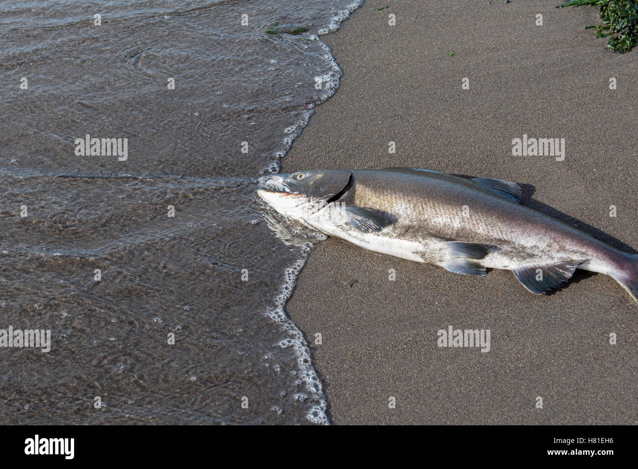 Aleutian islands wilderness -Fotos und -Bildmaterial in hoher Auflösung ...
