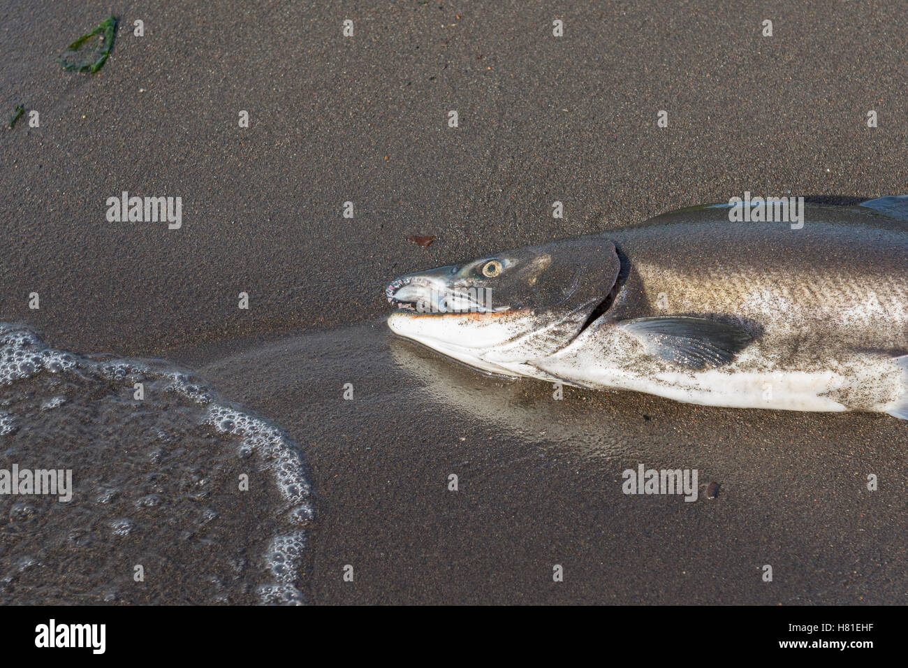 Alaska, Aleuten-Inselkette, Ratte Inseln Kiska Insel, Aleuten ...