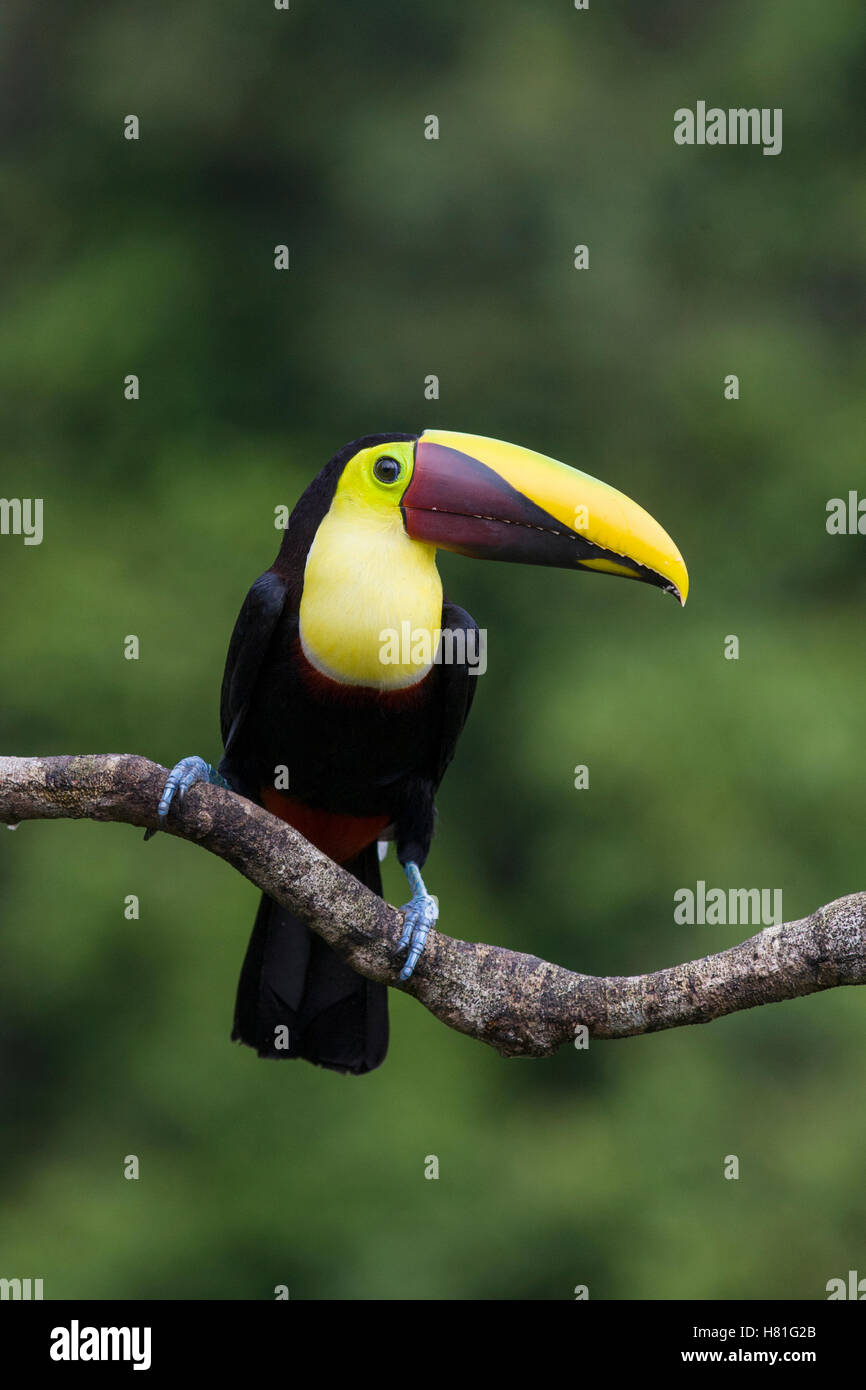 Kastanien-mandibled Toucan (Ramphastos Swainsonii), Norden von Costa ...