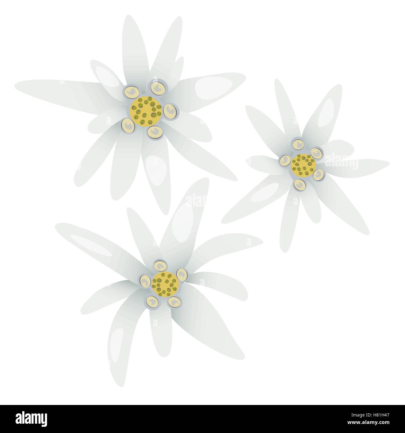 Edelweiss Blumen. Leontopodium Alpinum. Alpen-Symbol isoliert Stock ...