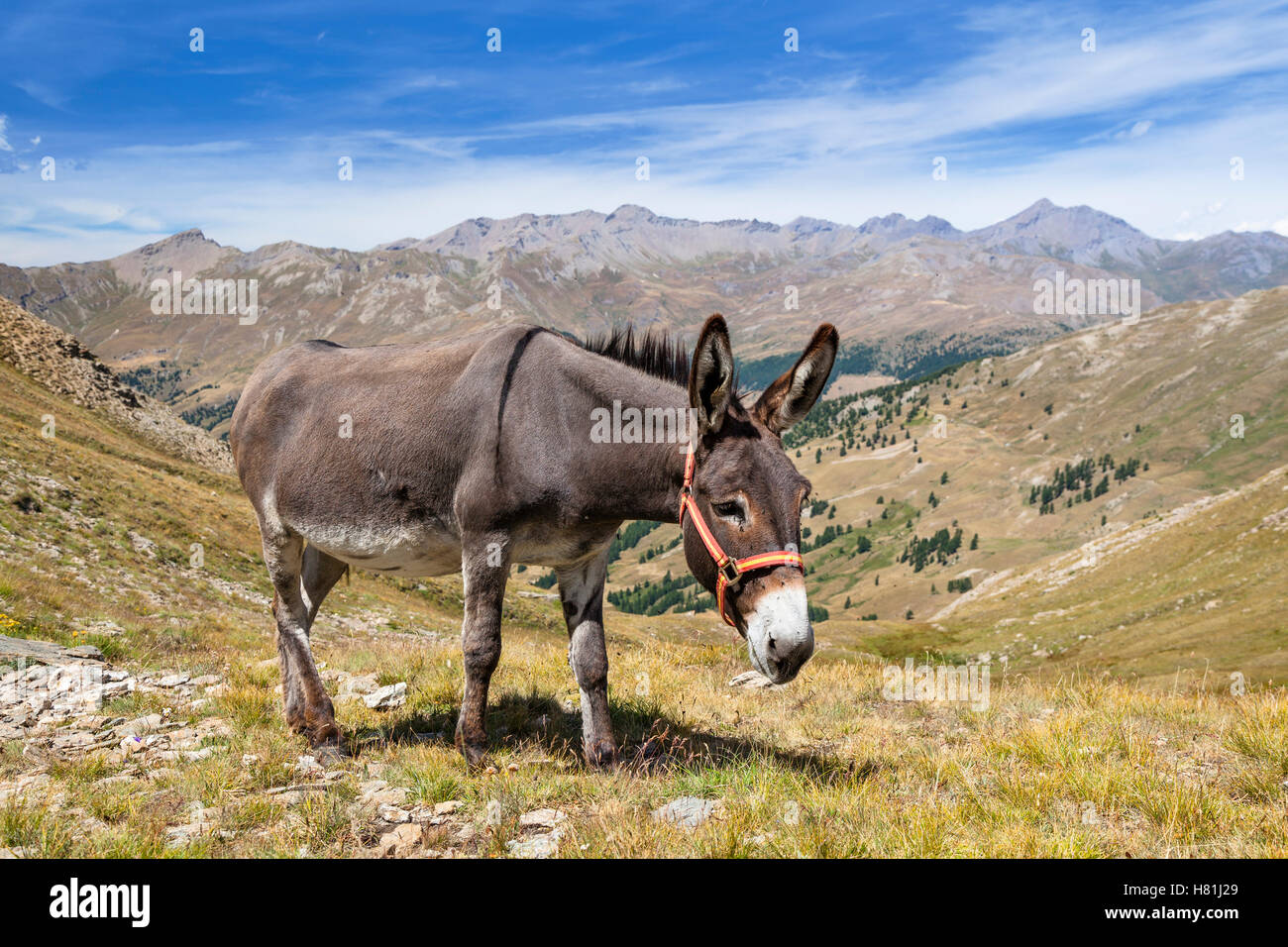 Domestic donkey equus asinus asinus -Fotos und -Bildmaterial in hoher ...
