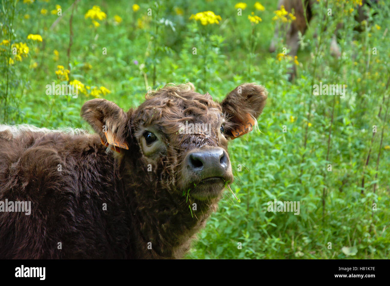Galloway kuh und kalb -Fotos und -Bildmaterial in hoher Auflösung – Alamy