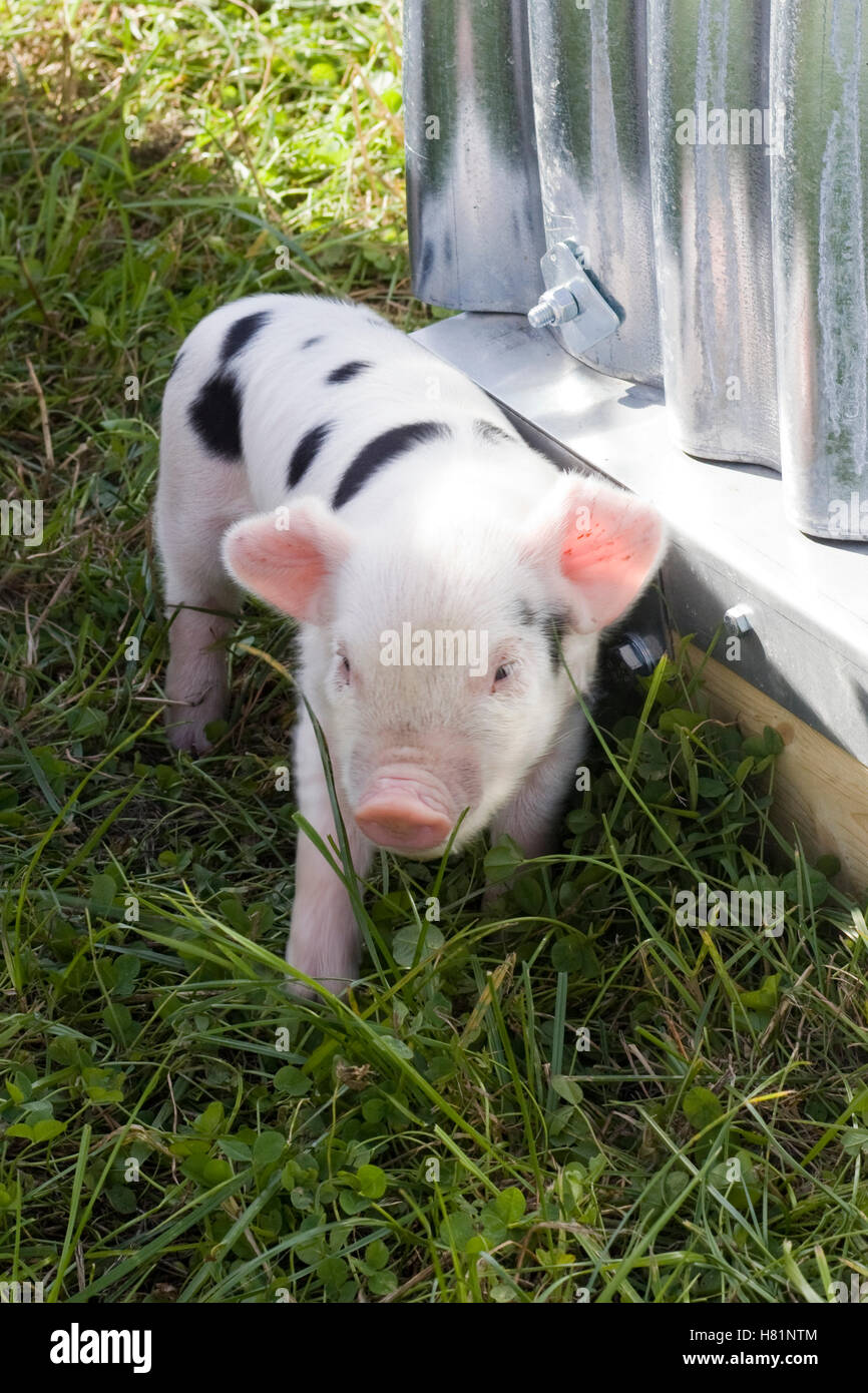 Ferkel mit stammbaum -Fotos und -Bildmaterial in hoher Auflösung – Alamy