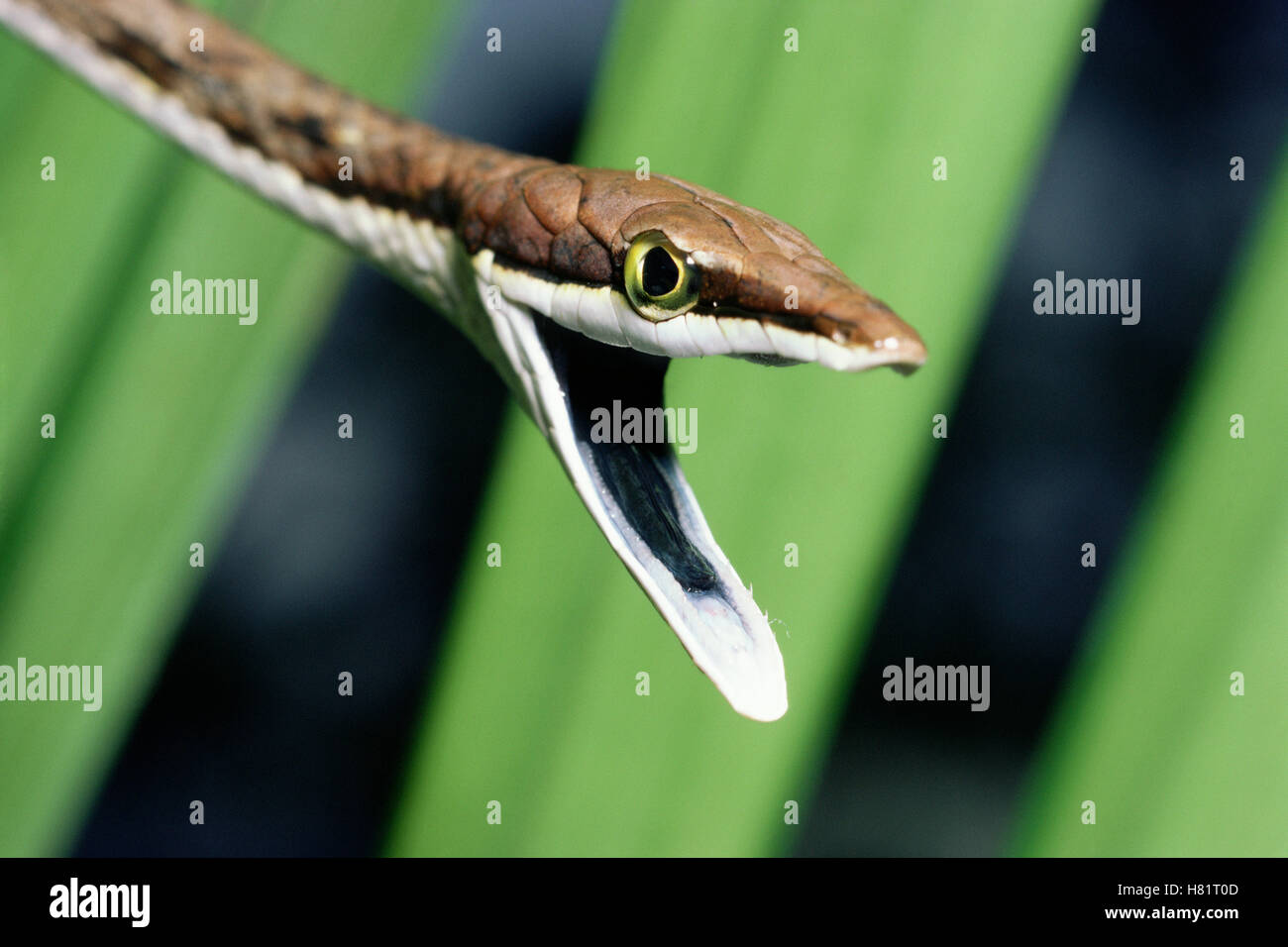 Braun Rebe Schlange (Oxybelis aeneus) Bäumen lebende Schlange mit Mund ...