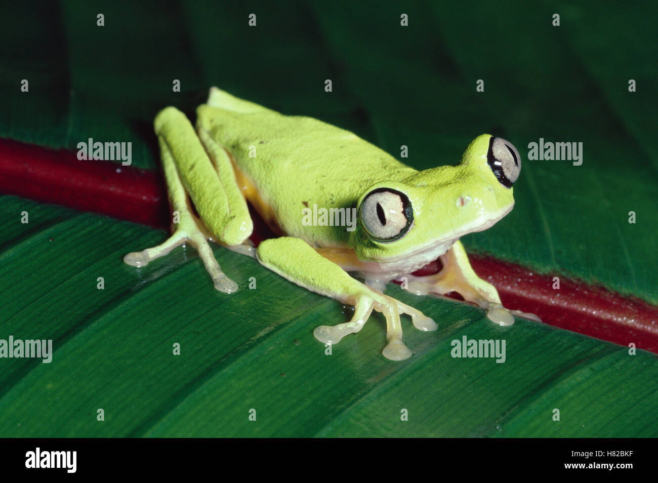 Lemur Frosch oder Maki Frosch (Phyllomedusa Lemur) close-up ...