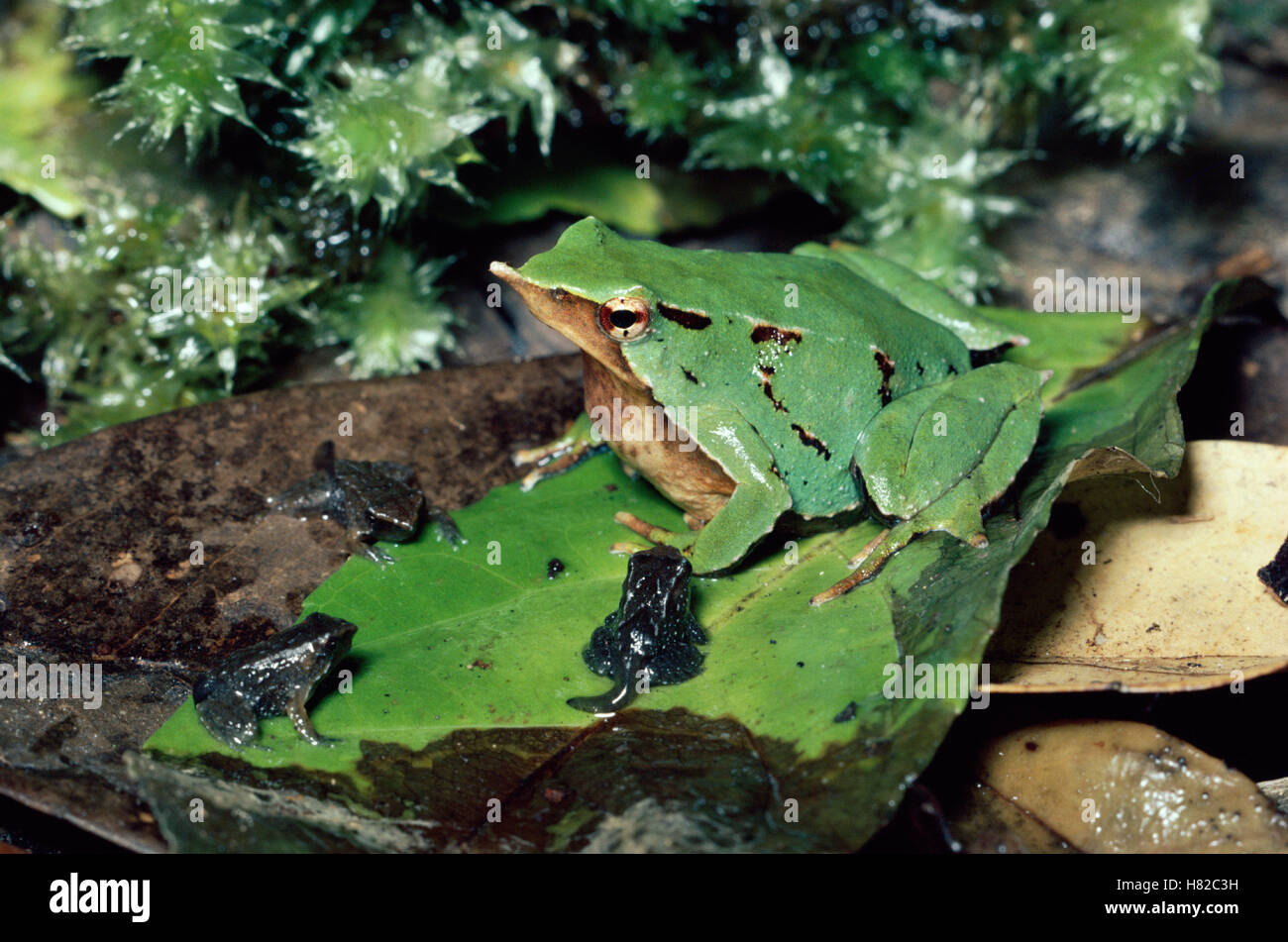 Darwins Frosch (Rhinoderma Darwinii) Männchen mit Froglets in vocal Sac ...