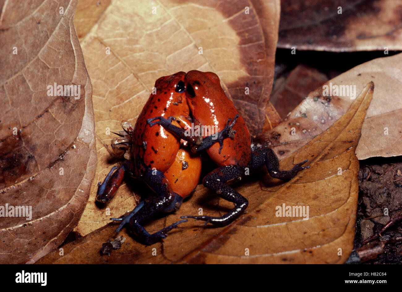 Strawberry Poison Dart Frog (Oophaga Pumilio) Männchen Ringen über ...