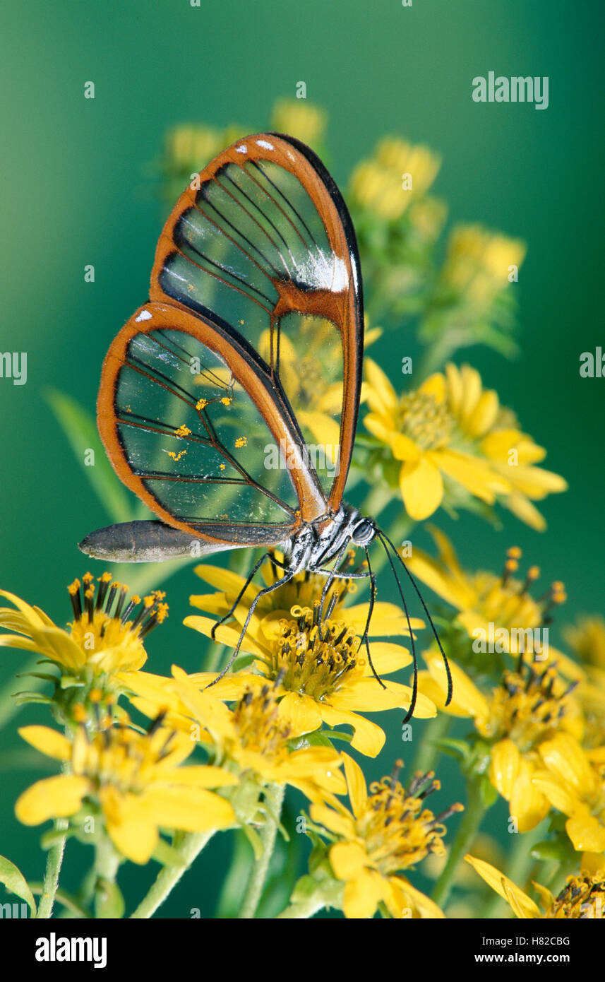Nymphalid Schmetterling (Pteronymia sp) der Familie Ithomiinae, Blüten ...