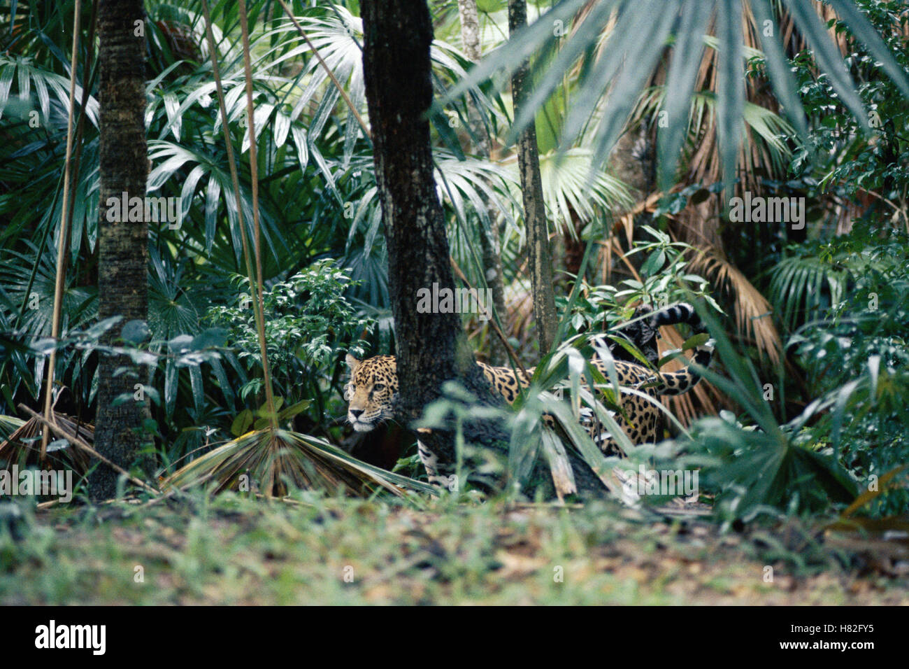 Jaguar (Panthera Onca) Jagd in den Regenwald, Belize Stockfotografie ...