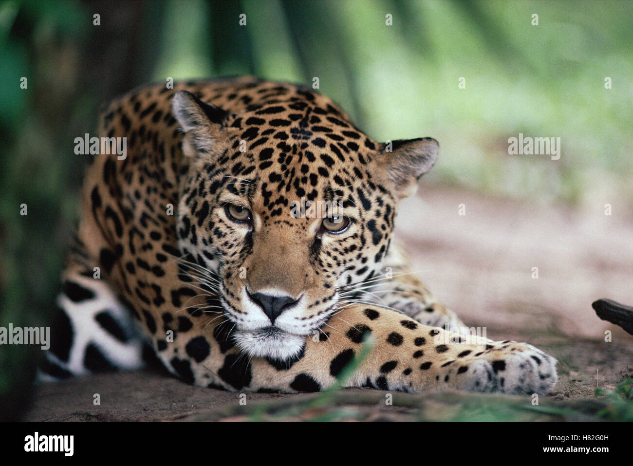 Jaguar (Panthera Onca) Jagd in den Regenwald, Belize Stockfotografie ...