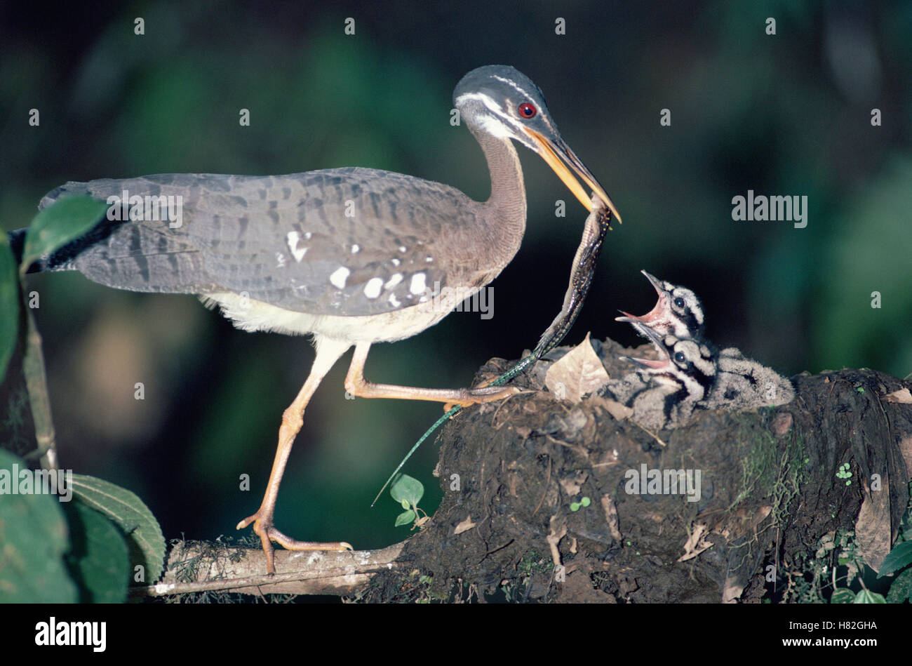 Sunbittern (Eurypyga Helias) Erwachsenen Verfütterung Frosch an Küken ...