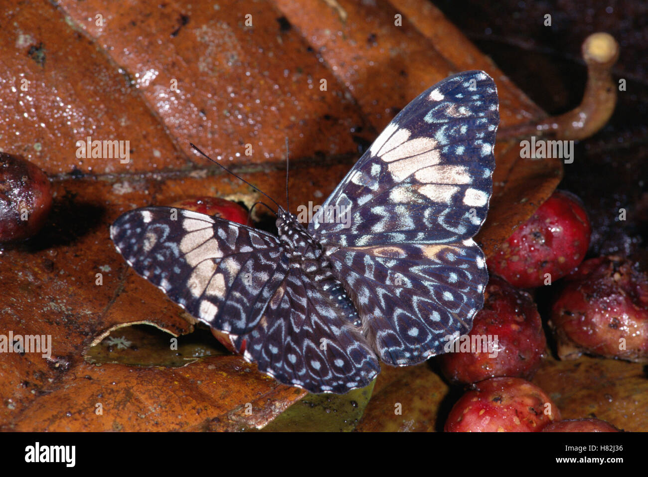 Guatemaltekische Cracker (Hamadryas Guatemalena) ernähren sich von ...