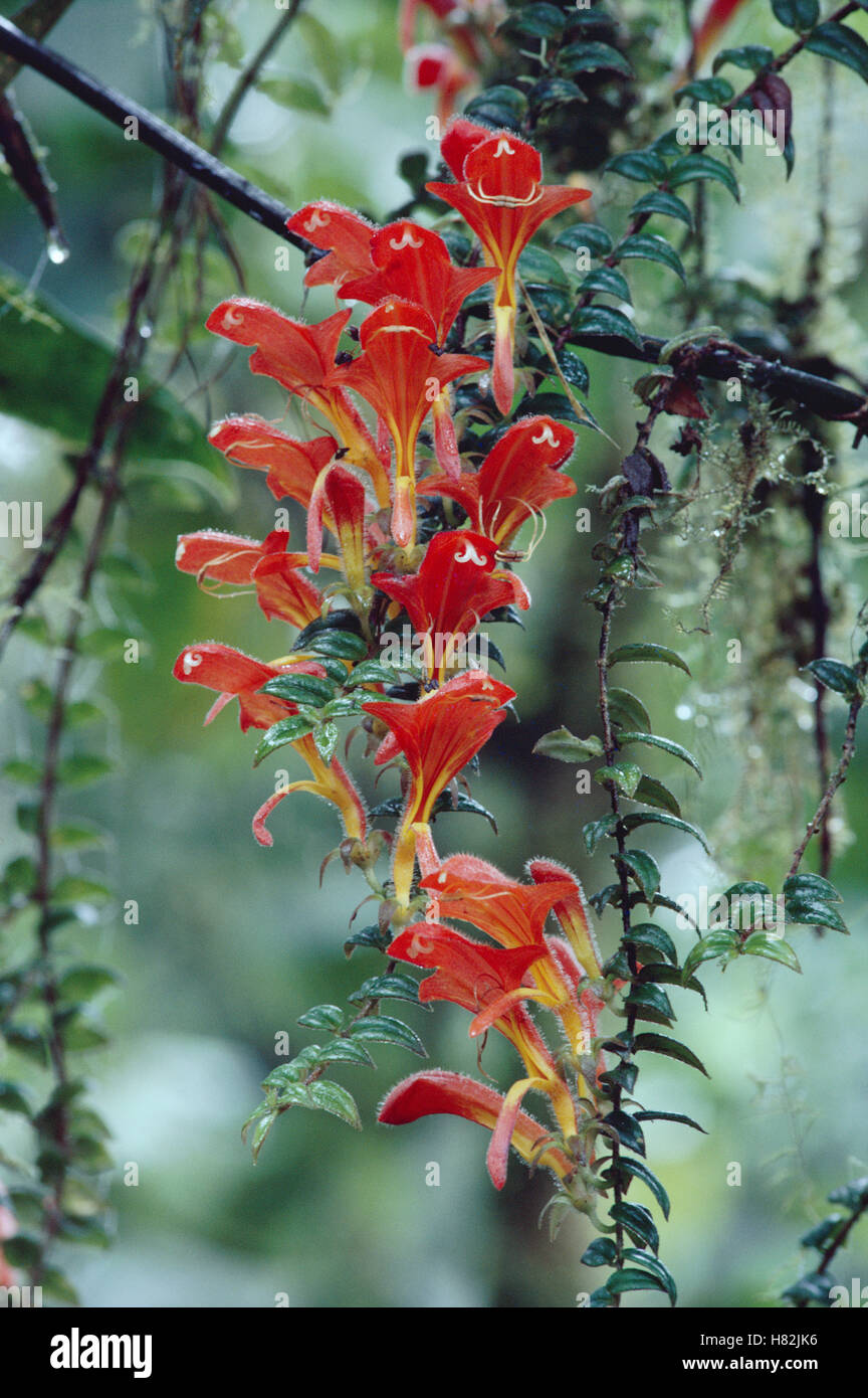 Columnea microcalyx -Fotos und -Bildmaterial in hoher Auflösung – Alamy