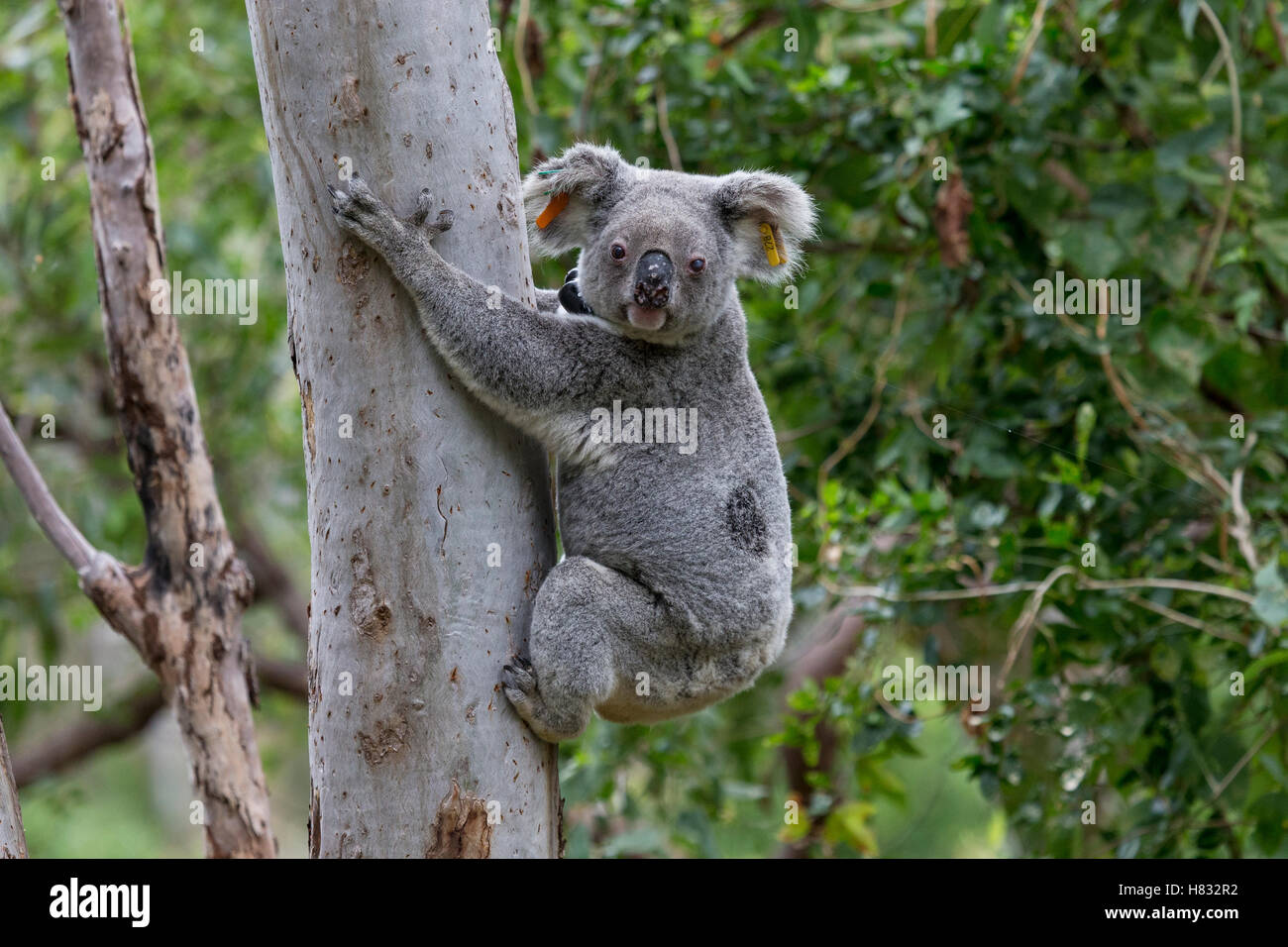 Queensland Koala (Phascolarctos Cinereus Adustus) im Baum, Saint Bienen Island, Australien ...