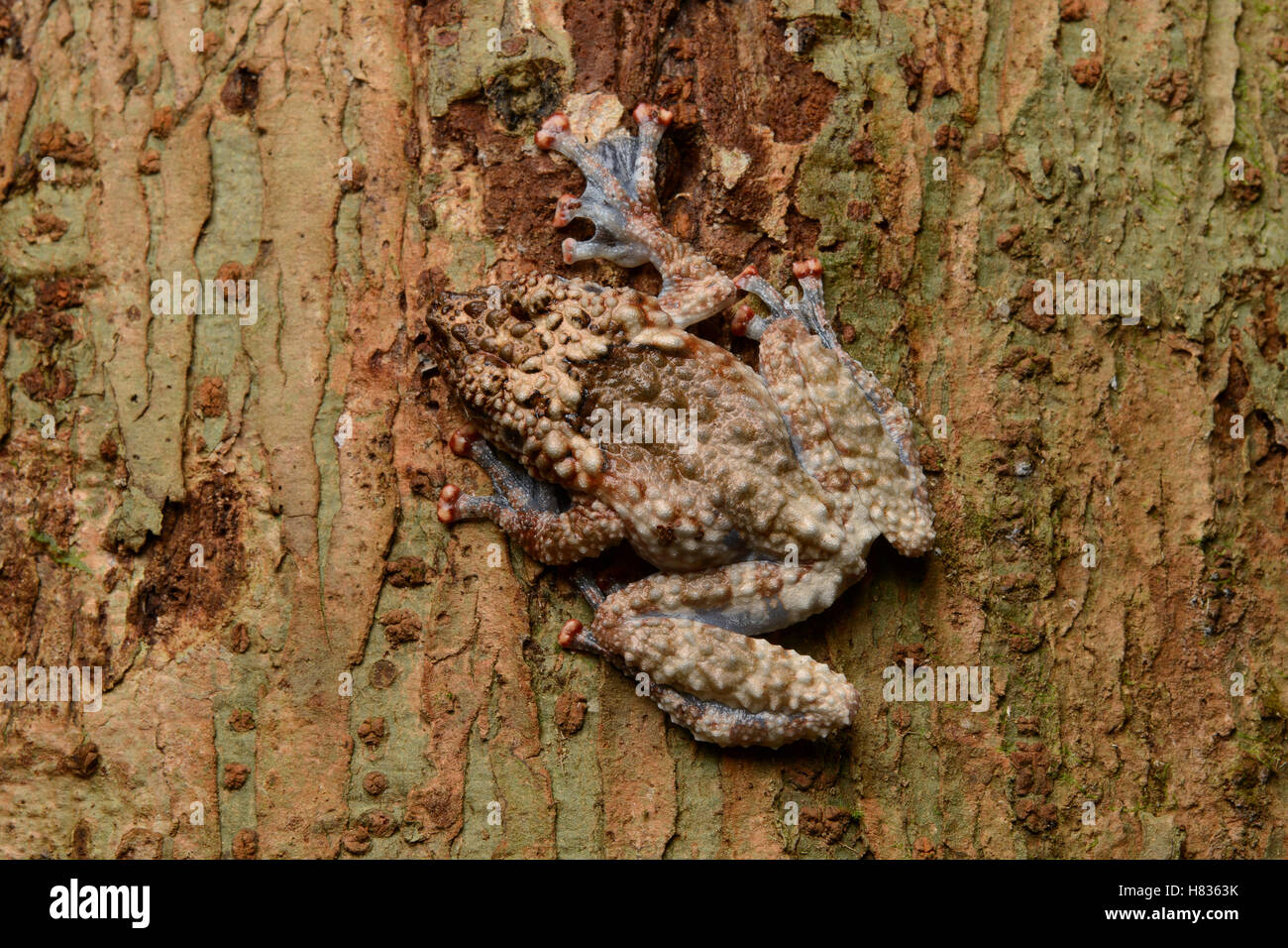 Grobe Laubfrosch (Theloderma Horridum), erste fotografische ...