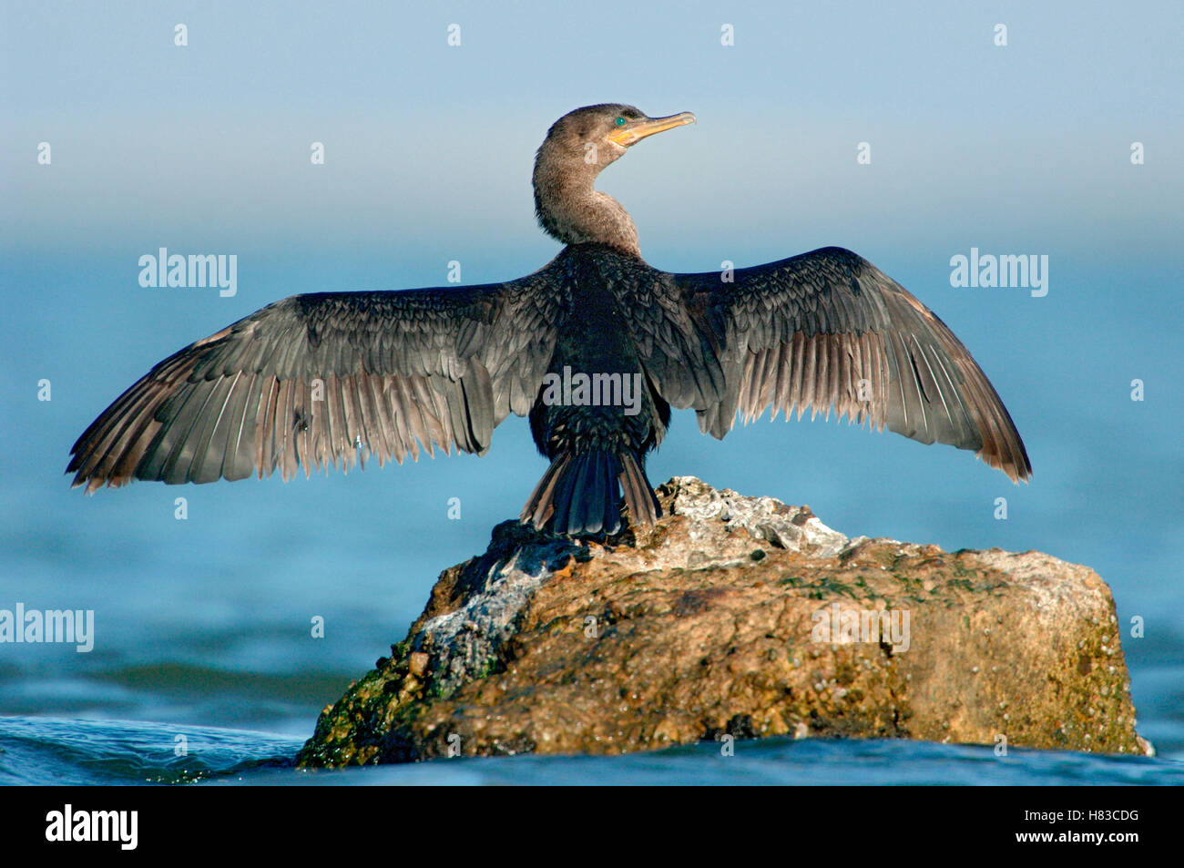 Neotropis Kormoran (Phalacrocorax Brasilianus) trocknen seine Flügel ...