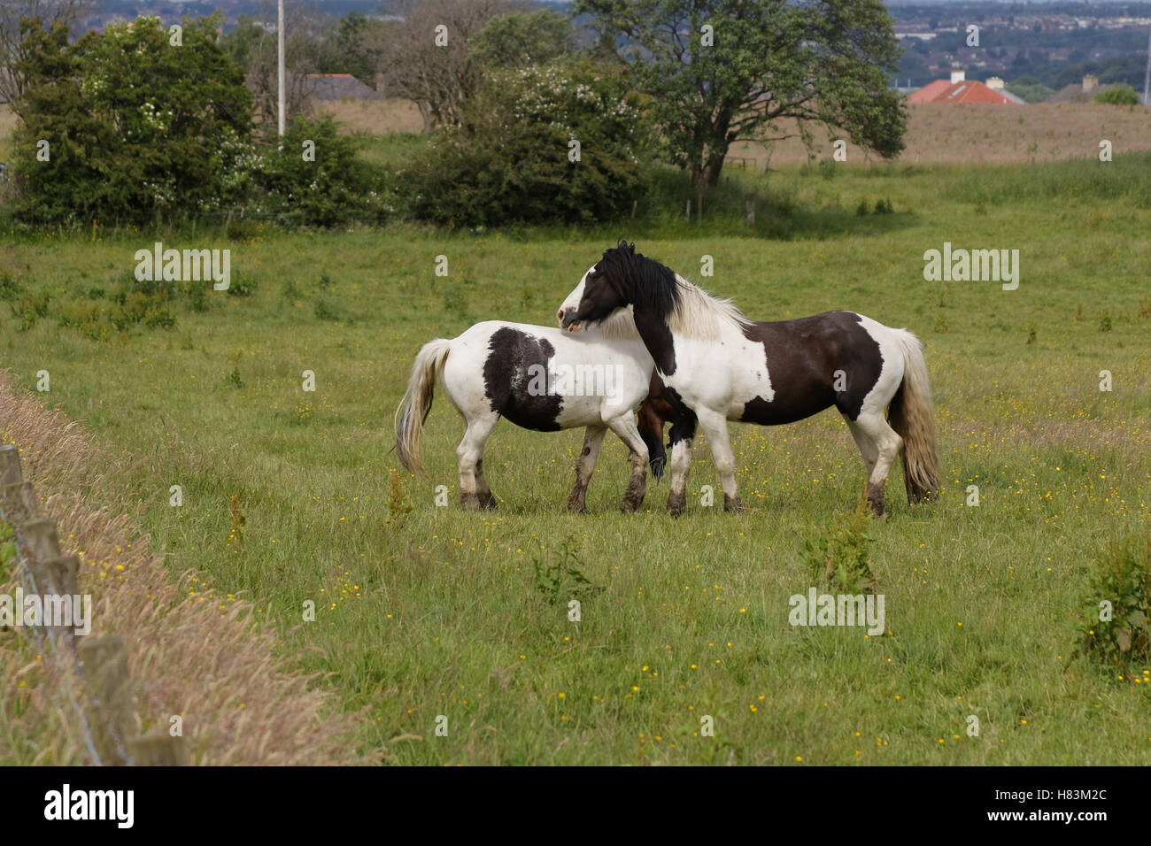Pferdefrei im wald -Fotos und -Bildmaterial in hoher Auflösung – Alamy