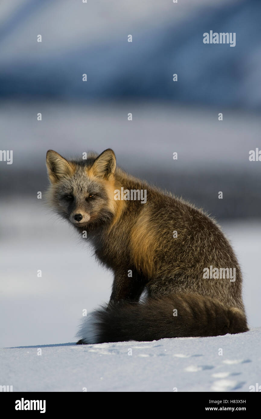 Rotfuchs kreuzfuchs -Fotos und -Bildmaterial in hoher Auflösung – Alamy