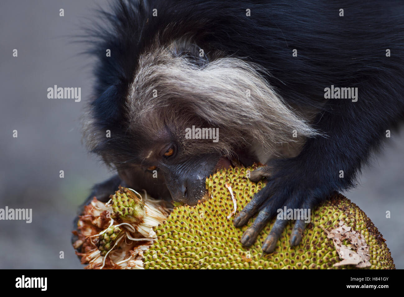 Löwe-tailed Makaken (Macaca Silenus) Sub-Männchen ernähren sich von ...