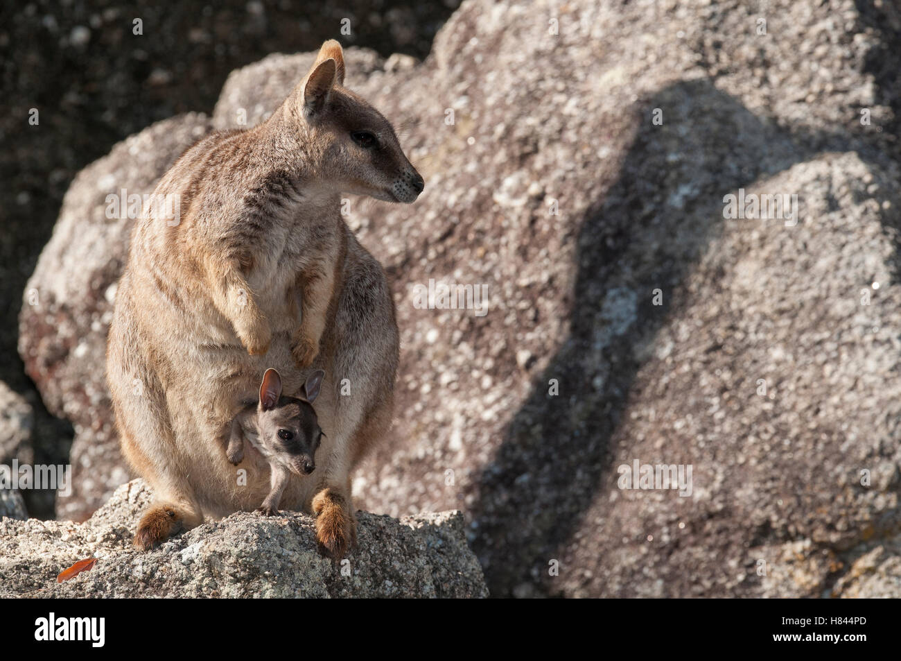 Mareeba Rock-Wallaby (Petrogale Mareeba) Mutter mit Joey im Beutel ...