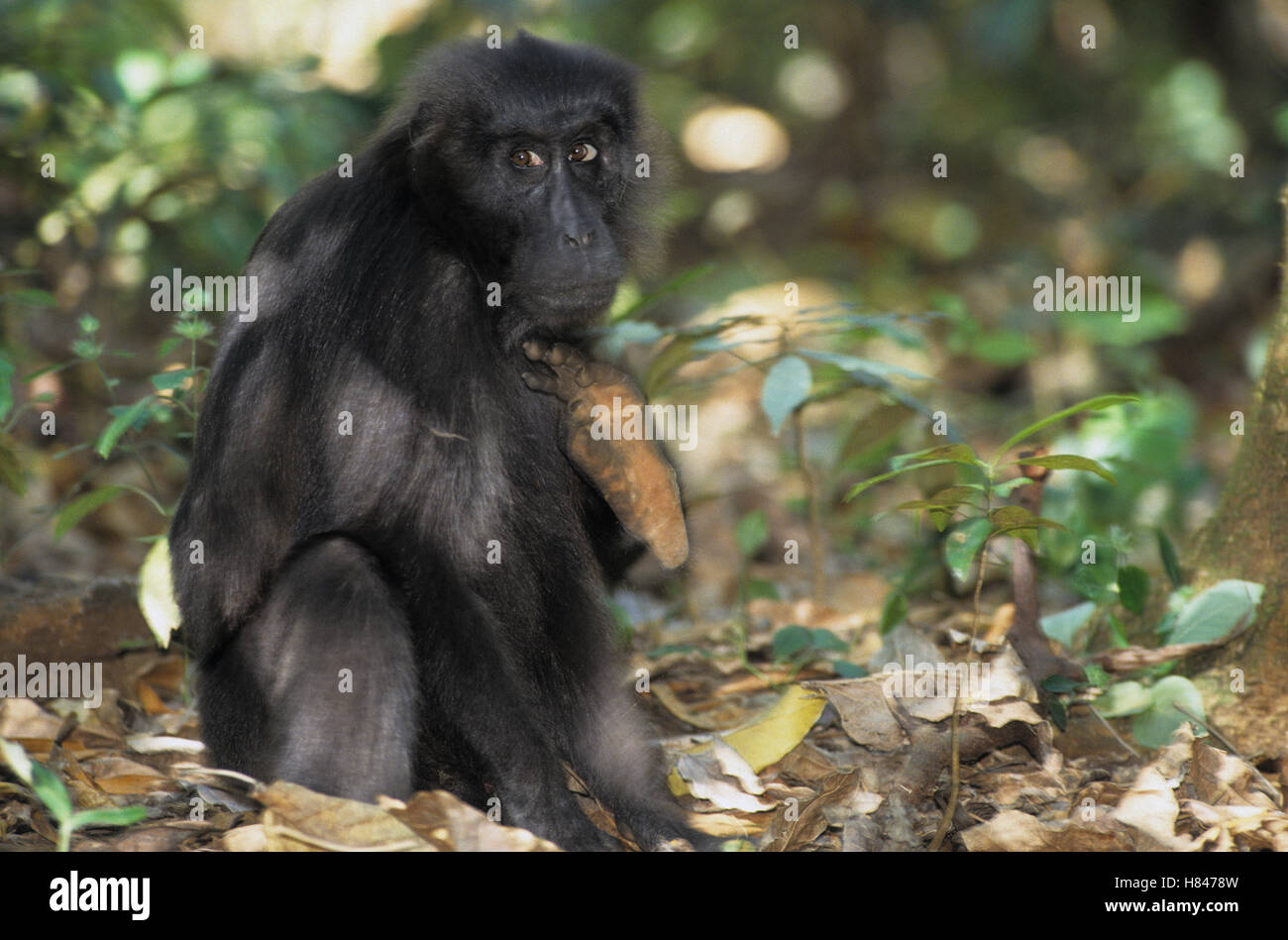 Moor Makaken (Macaca Maura) kratzen sich mit Fuß, ursprünglich aus ...