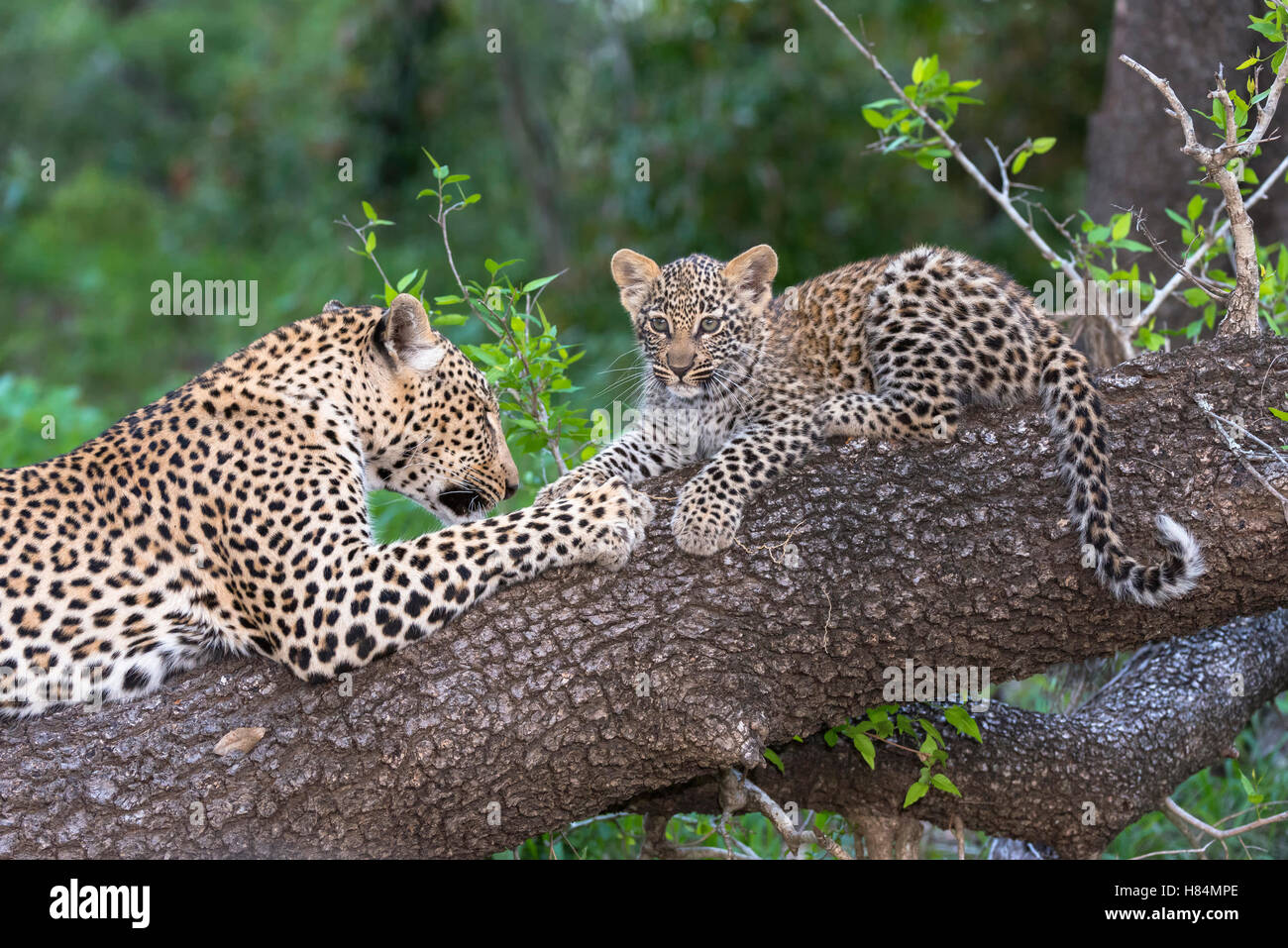 (Panthera Pardus) Leopardenmutter und Jungtier im Baum, Masai Mara ...
