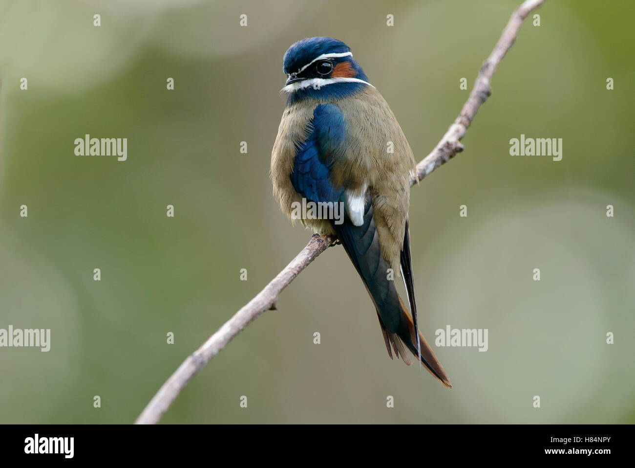 Weissbart Treeswift (Hemiprocne Comata) männlich, Taong, Batang Ai ...