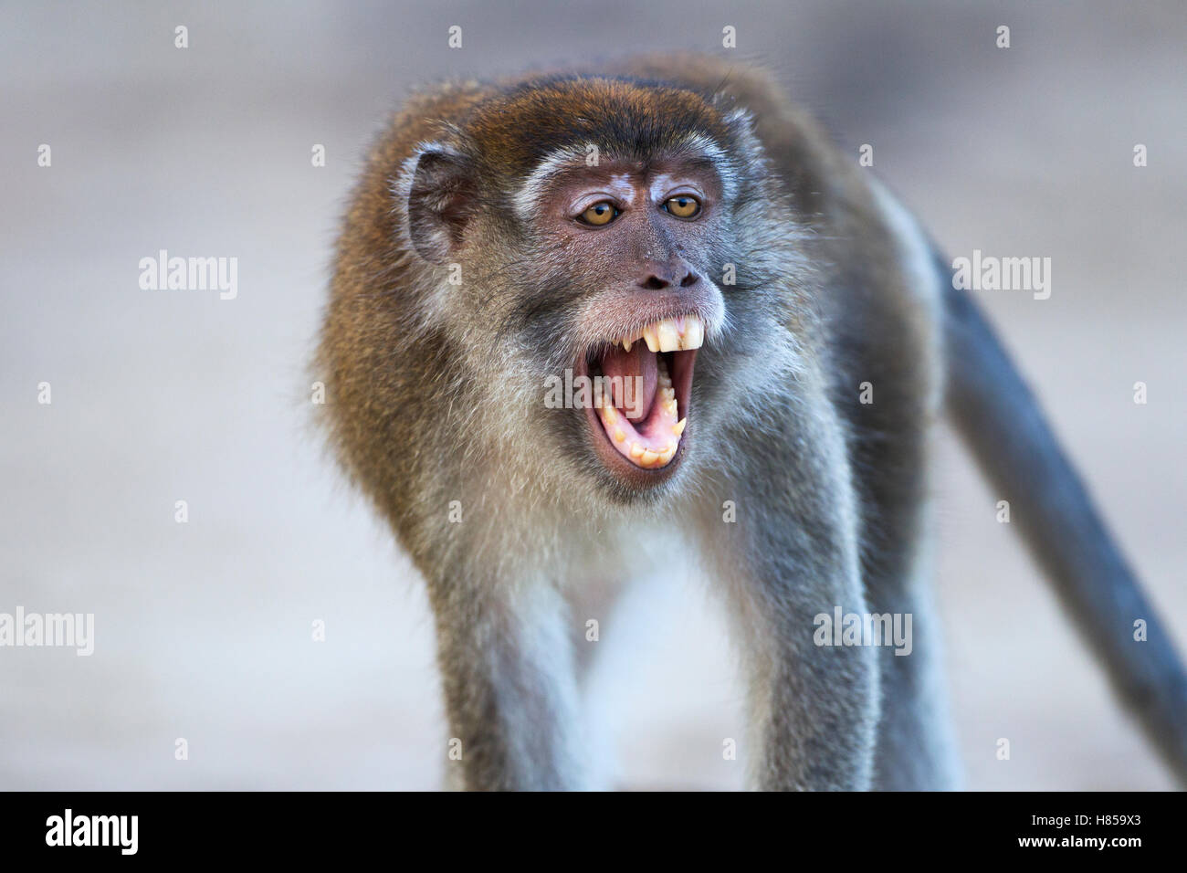 Long-tailed Makaken (Macaca Fascicularis) juvenile Männchen in ...