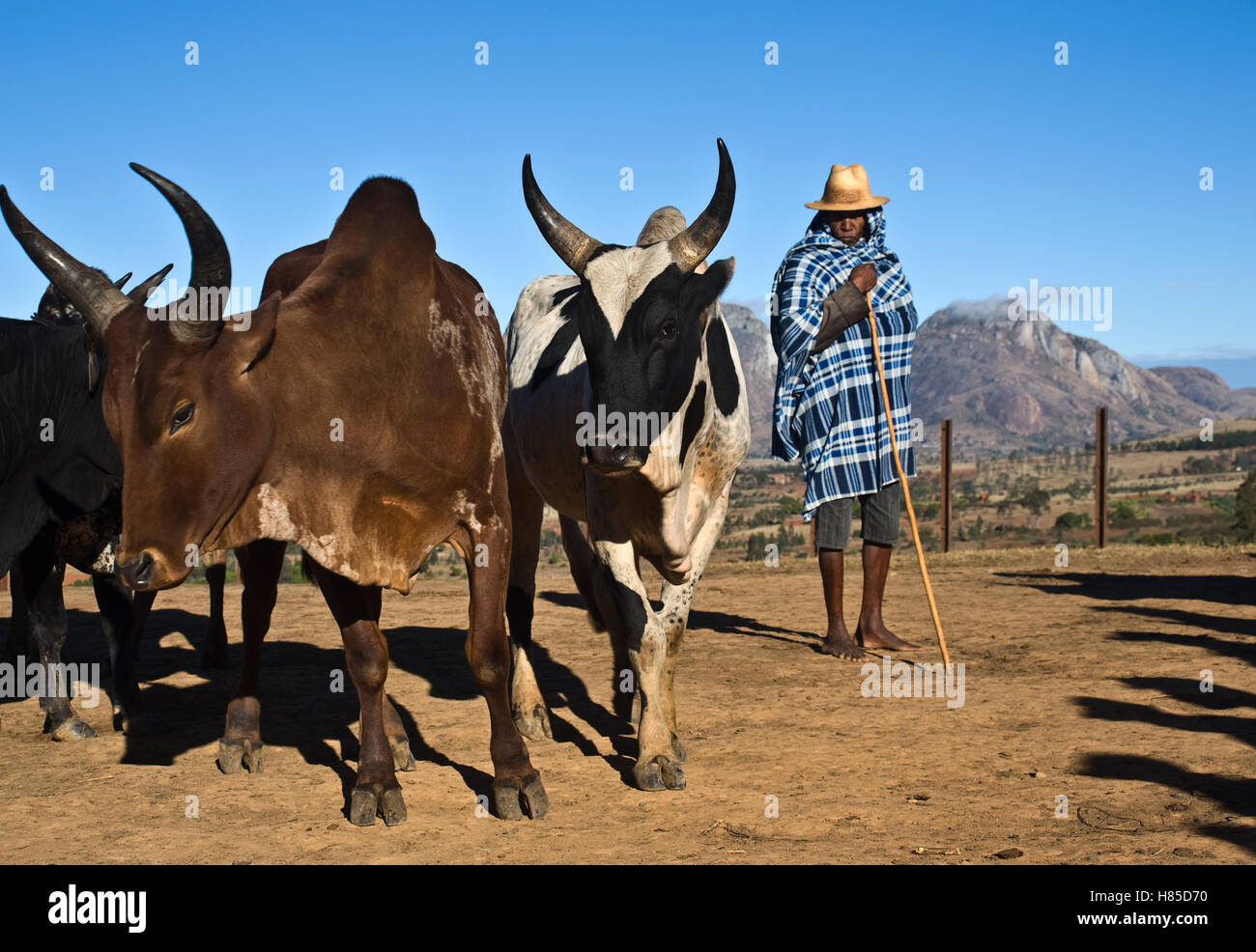 Zebu Rinder Stockfotos und -bilder Kaufen - Alamy