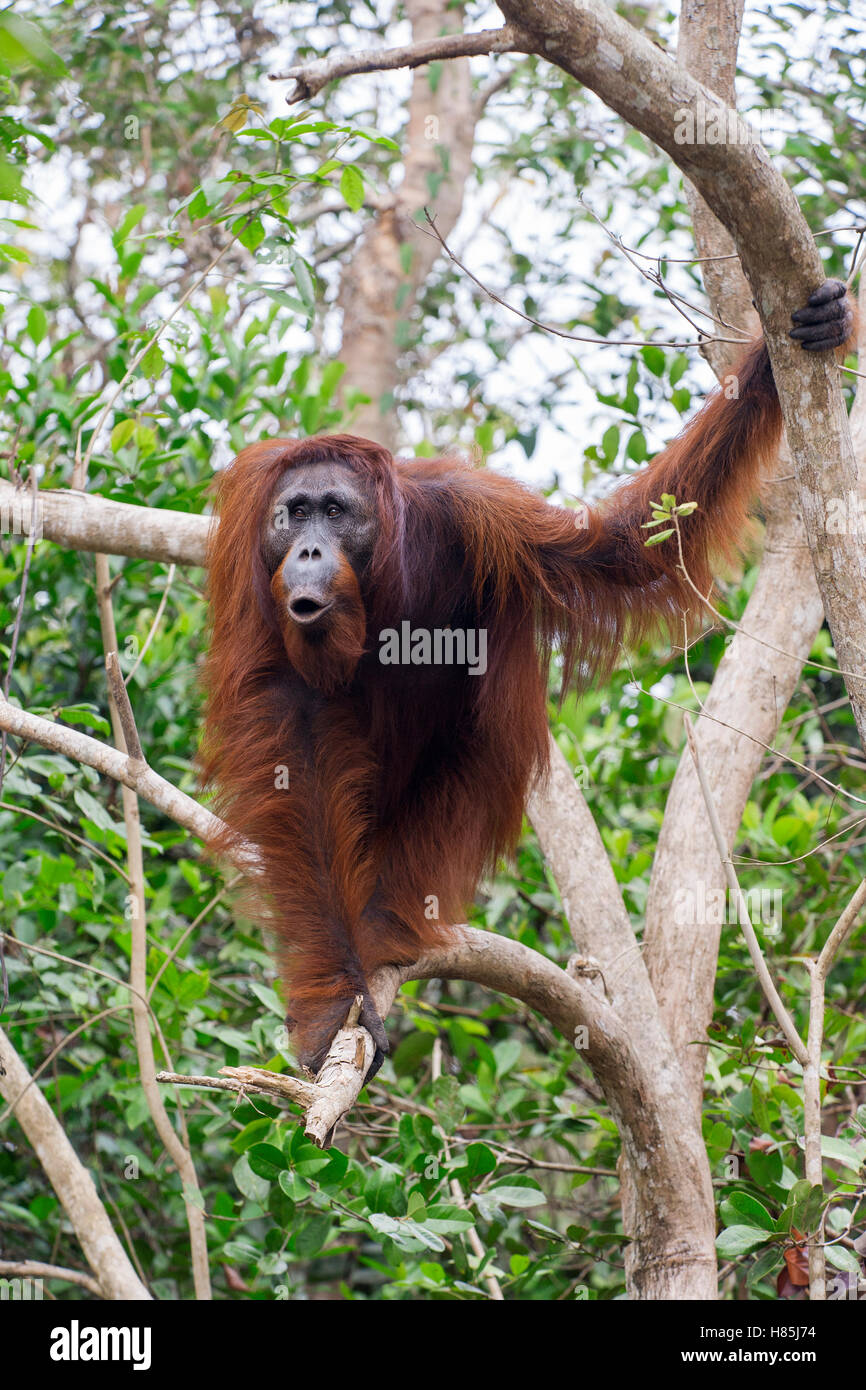 Orang-Utan (Pongo Pygmaeus) Sub-Männchen mit der Aufforderung, Tanjung ...