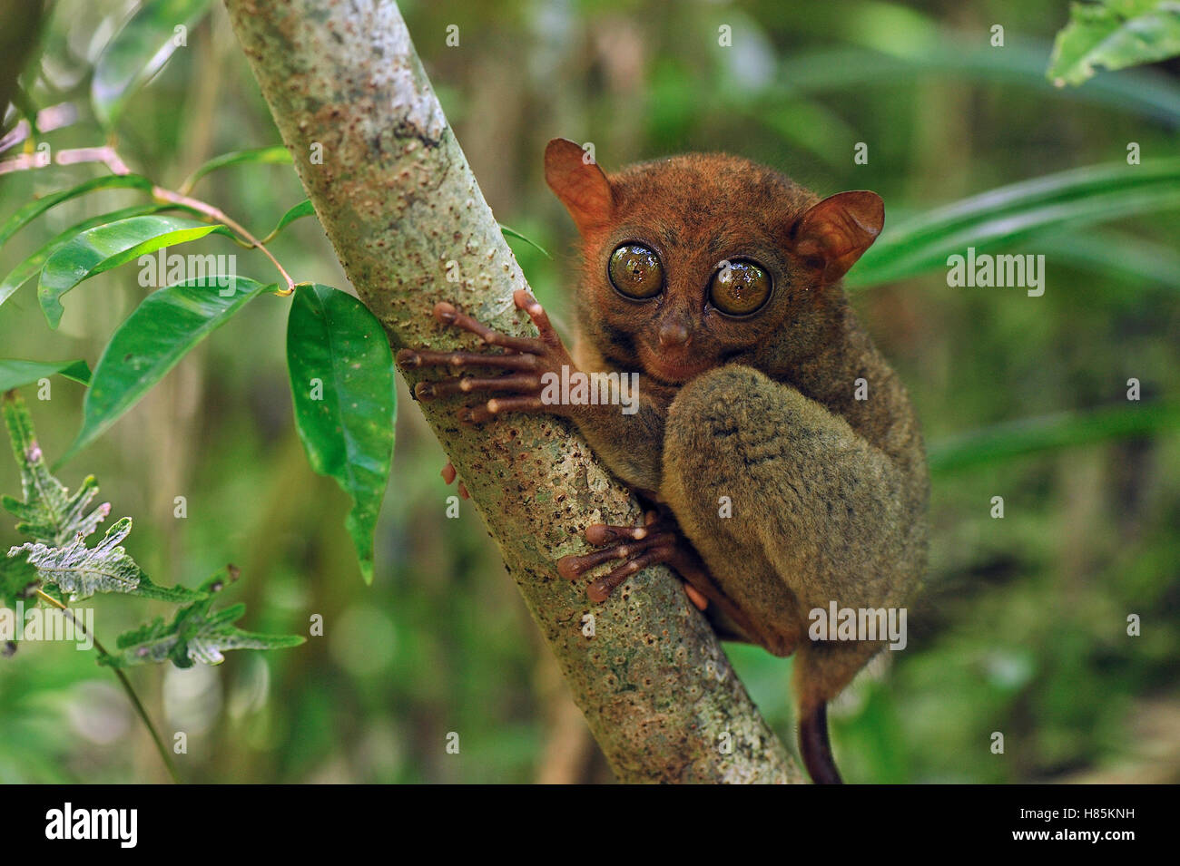 Philippinischer Koboldmaki (Tarsius Syrichta), philippinischer ...