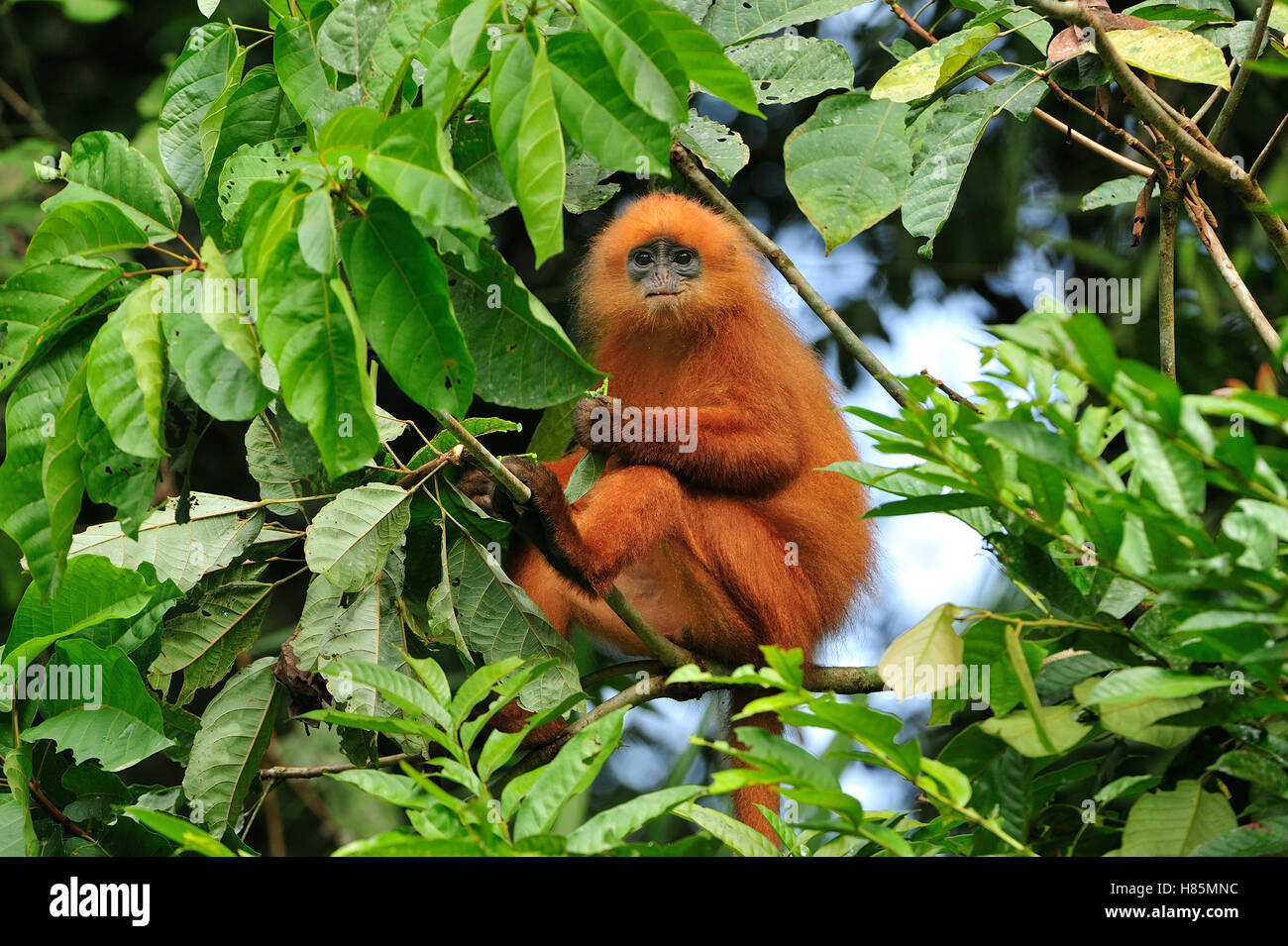 Red Leaf Monkey (Presbytis Rubicunda) ernähren sich von Blättern, Hills ...