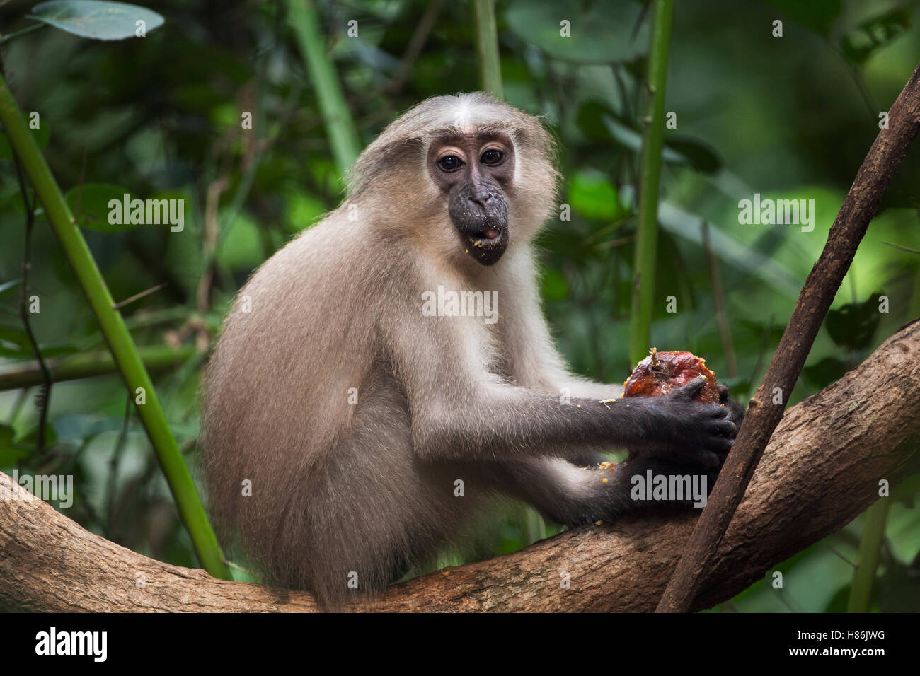 Crested Mangabey (Cercocebus Galeritus) ernähren sich von East African ...