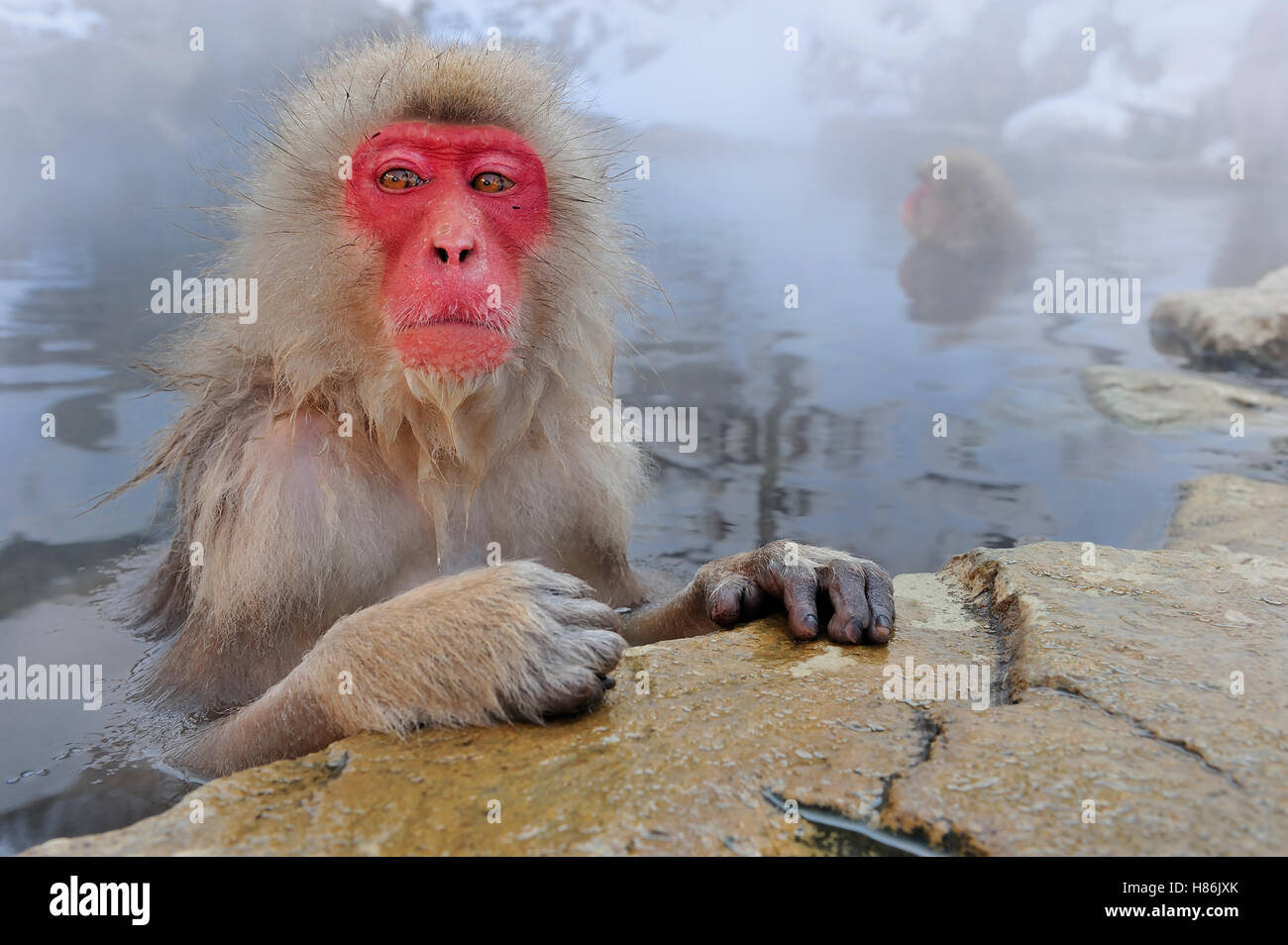 Japanischen Makaken (Macaca Fuscata) paar in heißen Quellen, Jigokudani ...