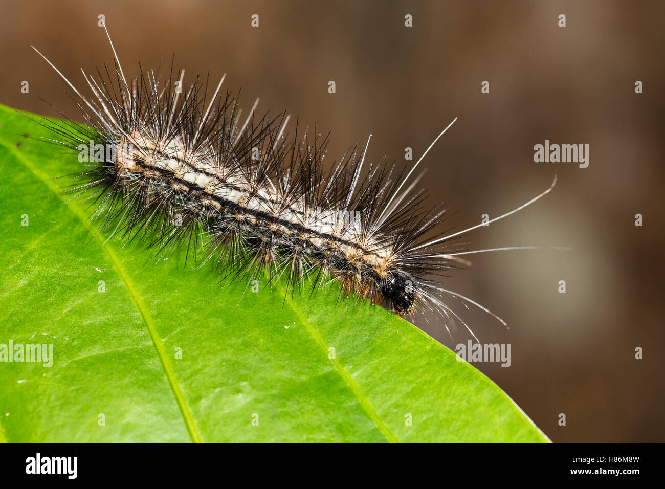 Falter-Raupe im Regenwald, durchgeschwitzt Nature Reserve, Peru ...