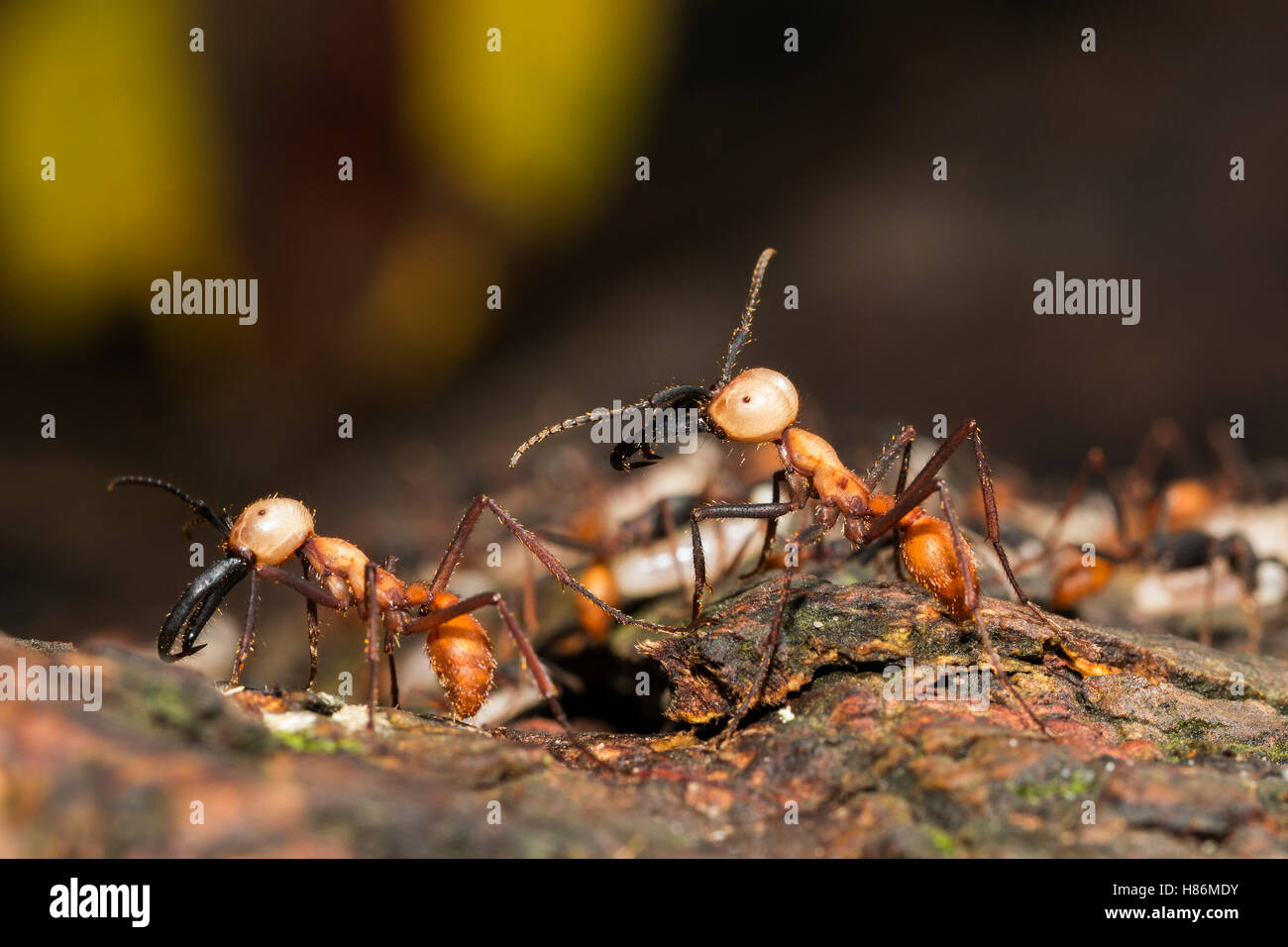 Armee Ameise (Eciton Burchellii) Soldaten, durchgeschwitzt Nature ...