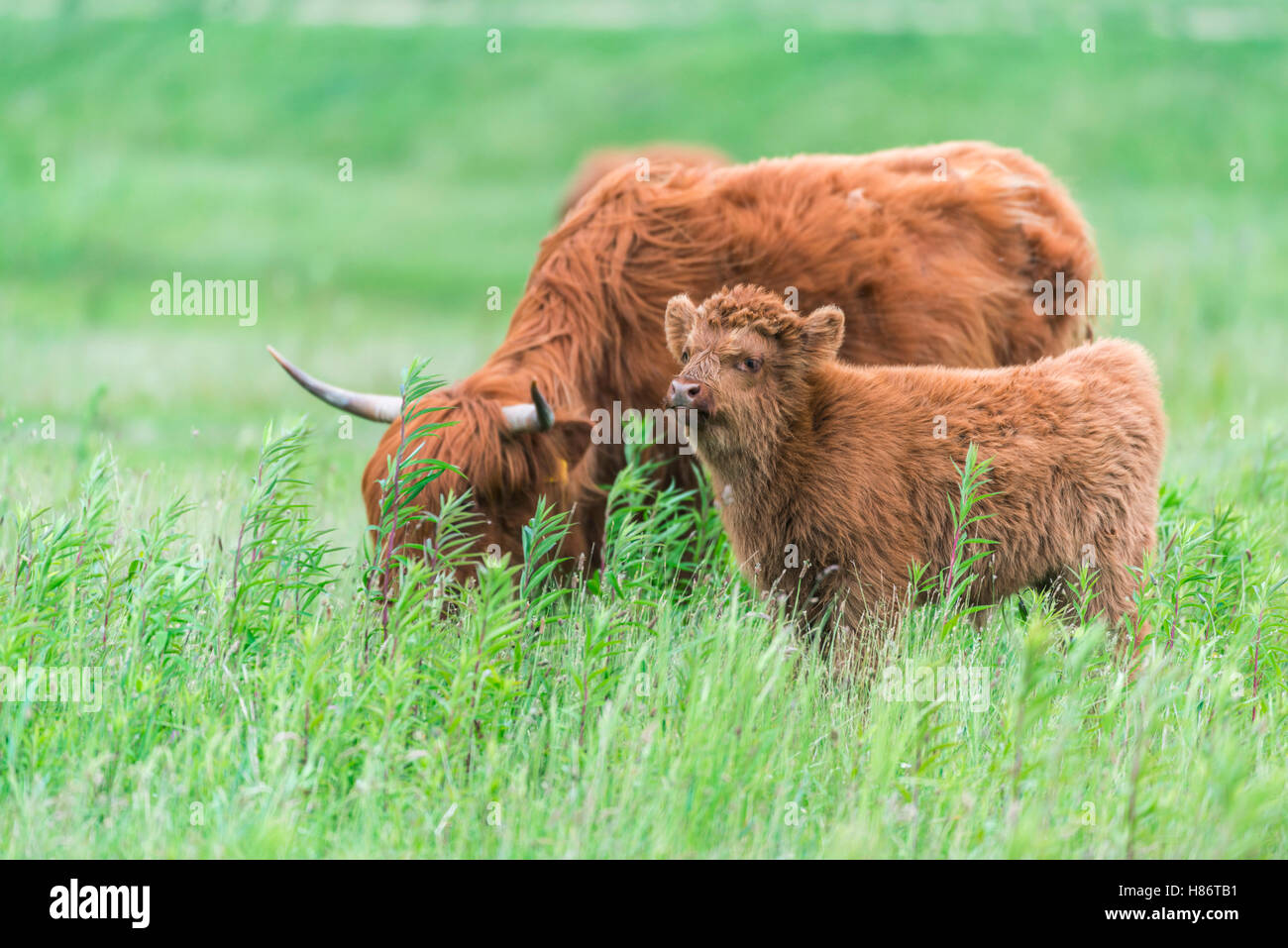 Mutter und baby hochland kalb -Fotos und -Bildmaterial in hoher ...
