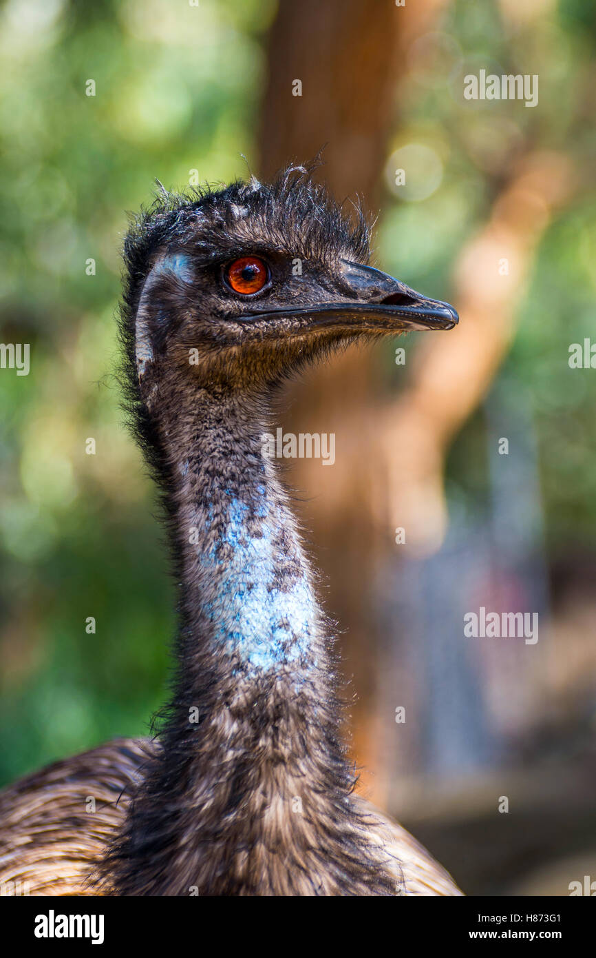 Australischer vogel foto -Fotos und -Bildmaterial in hoher Auflösung ...