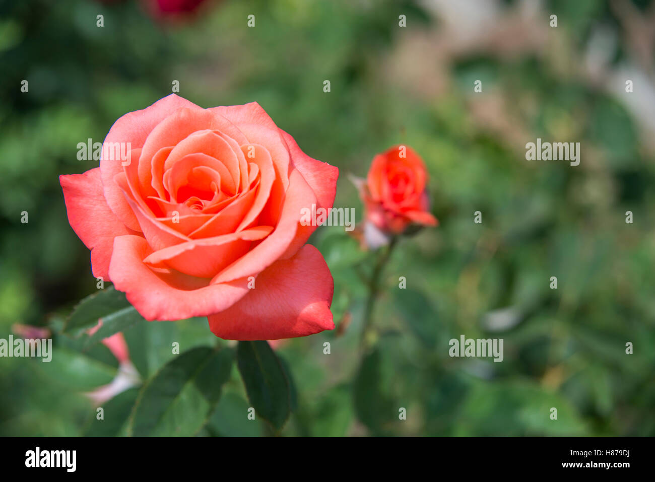 Rosen knospen -Fotos und -Bildmaterial in hoher Auflösung – Alamy