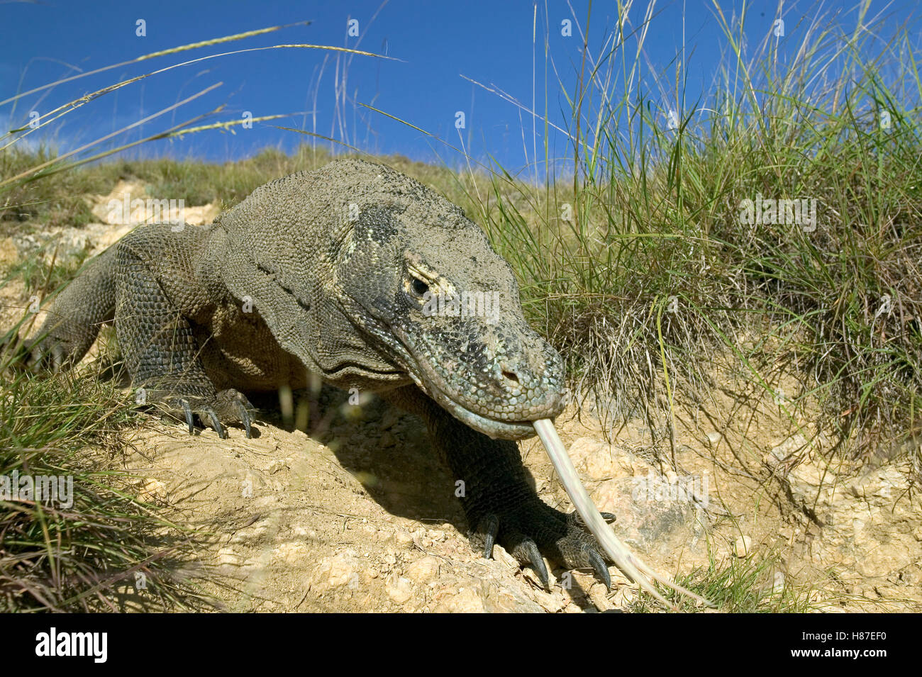 Komodo-Waran (Varanus Komodoensis) mit der Zunge um zu riechen, Komodo ...