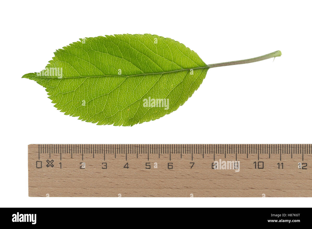 Apfel, Apfelbaum, Kulturapfel, Kultur-Apfel, Malus Domestica, Apple, Le ...