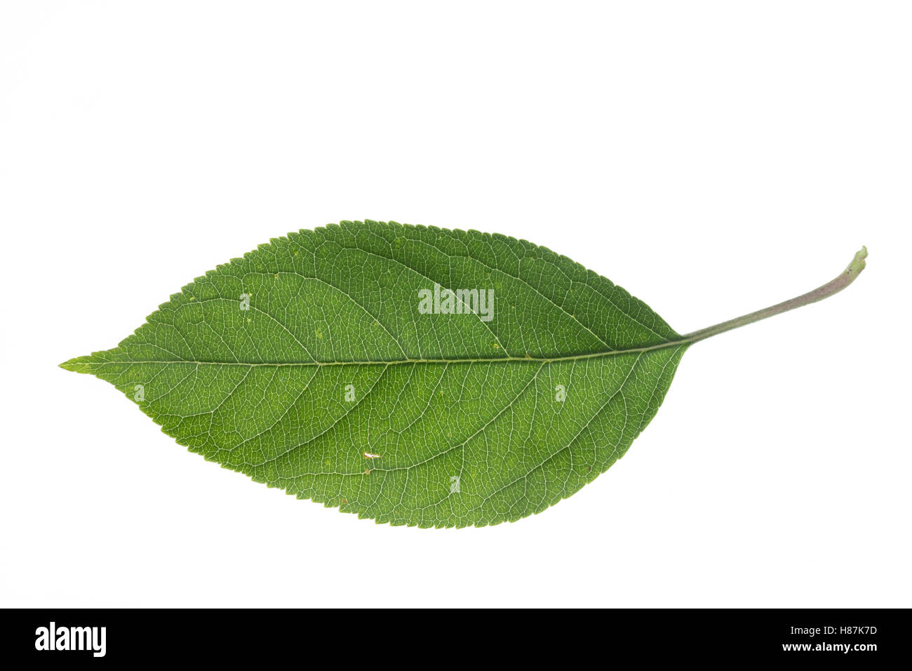 Apfel, Apfelbaum, Kulturapfel, Kultur-Apfel, Malus Domestica, Apple, Le ...