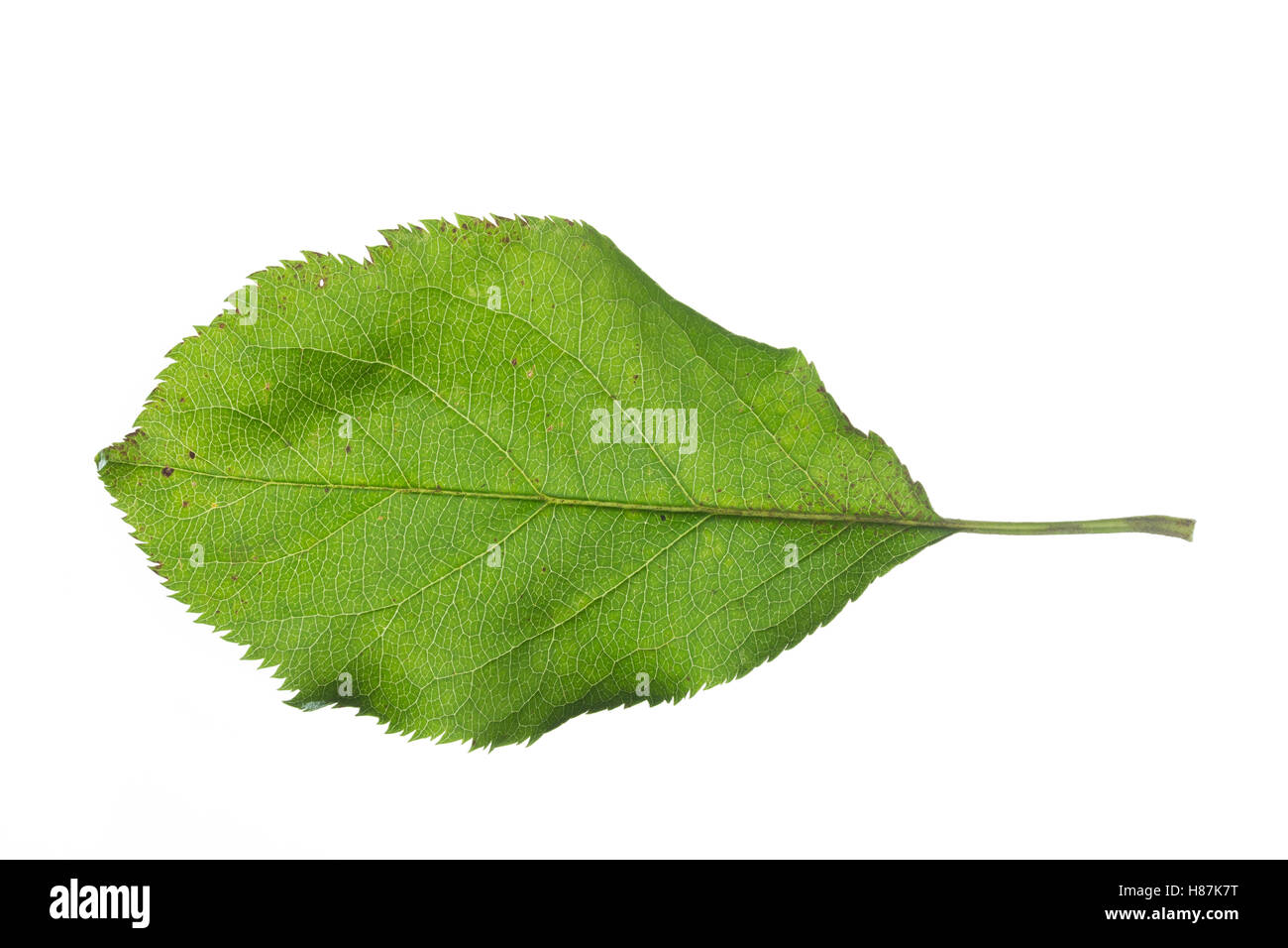 Apfel, Apfelbaum, Kulturapfel, Kultur-Apfel, Malus Domestica, Apple, Le ...