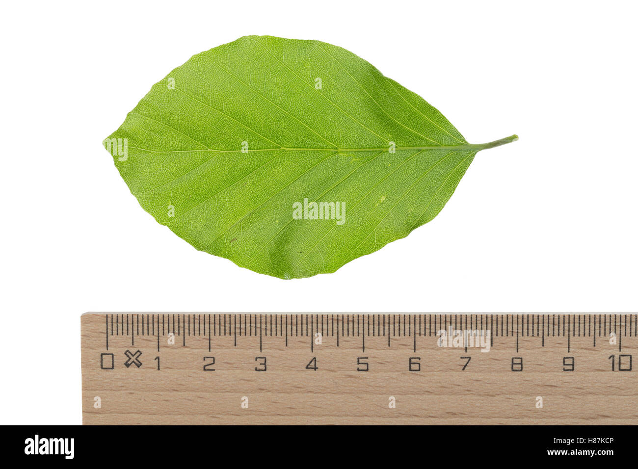 Buche, Rot-Buche, Rotbuche, Fagus Sylvatica, Rotbuche, Buche, Le Hêtre ...