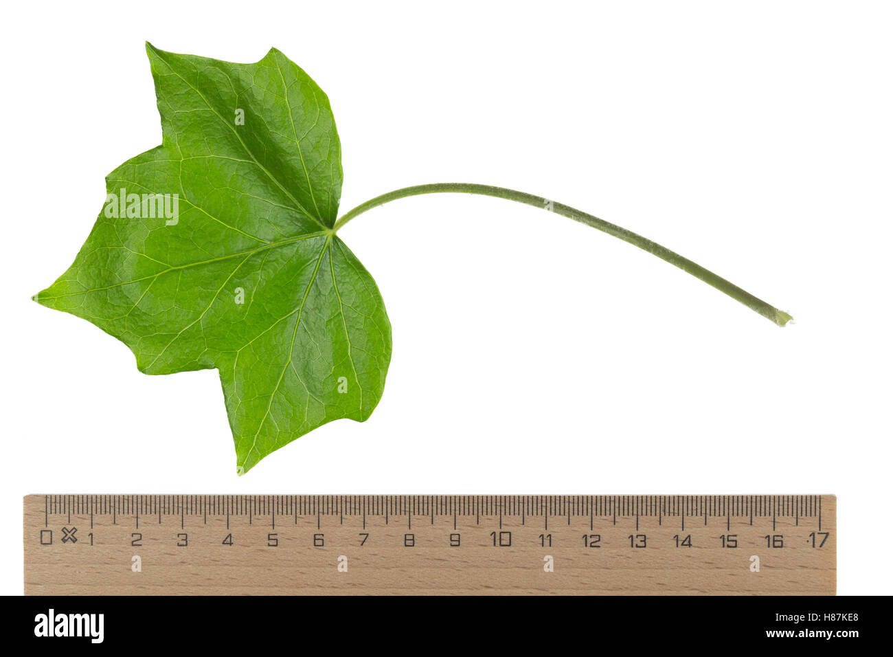 Englisches Efeublatt Stockfotos und -bilder Kaufen - Alamy