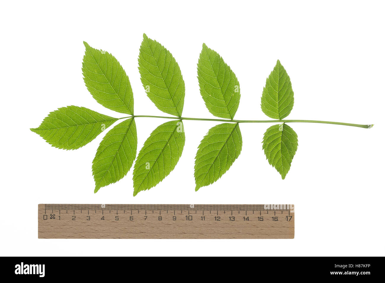 Gemeine Esche, Gewöhnliche Esche, Fraxinus Excelsior, gemeine Esche ...