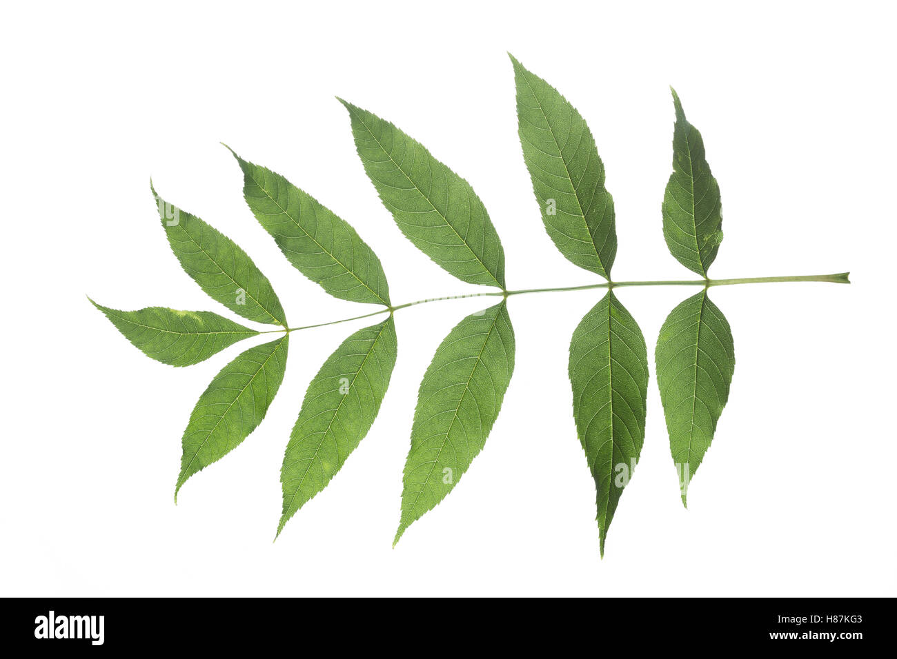 Gemeine Esche, Gewöhnliche Esche, Fraxinus Excelsior, gemeine Esche ...