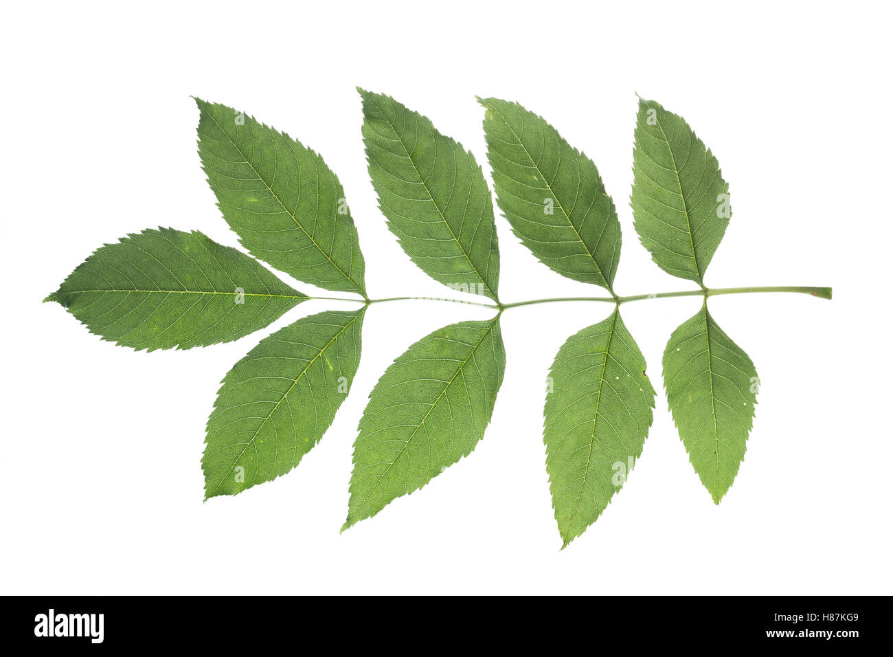 Gemeine Esche, Gewöhnliche Esche, Fraxinus Excelsior, gemeine Esche ...