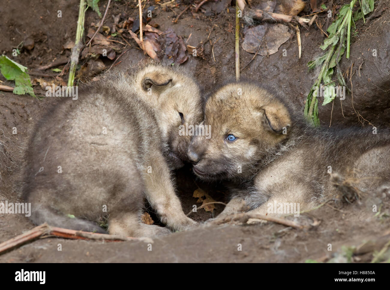 Wolf Spielen Stockfotos und -bilder Kaufen - Seite 2 - Alamy