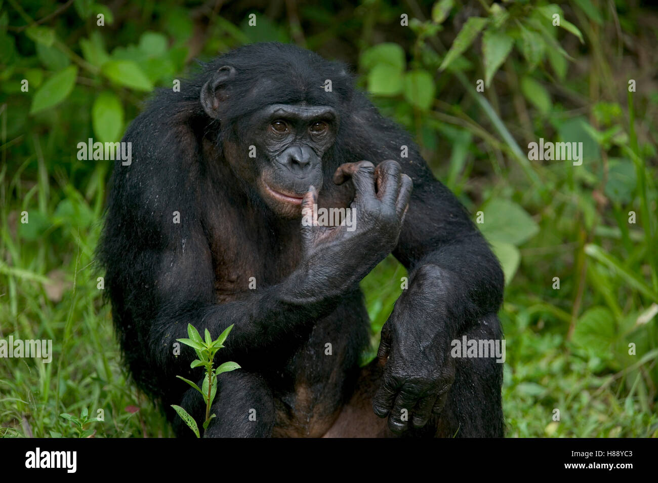 Bonobo (Pan Paniscus) männliche Waise, Heiligtum Lola Ya Bonobo ...